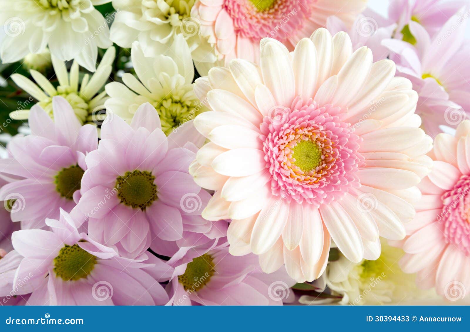 Gerbera cor-de-rosa. imagem de stock. Imagem de romântico - 30394433