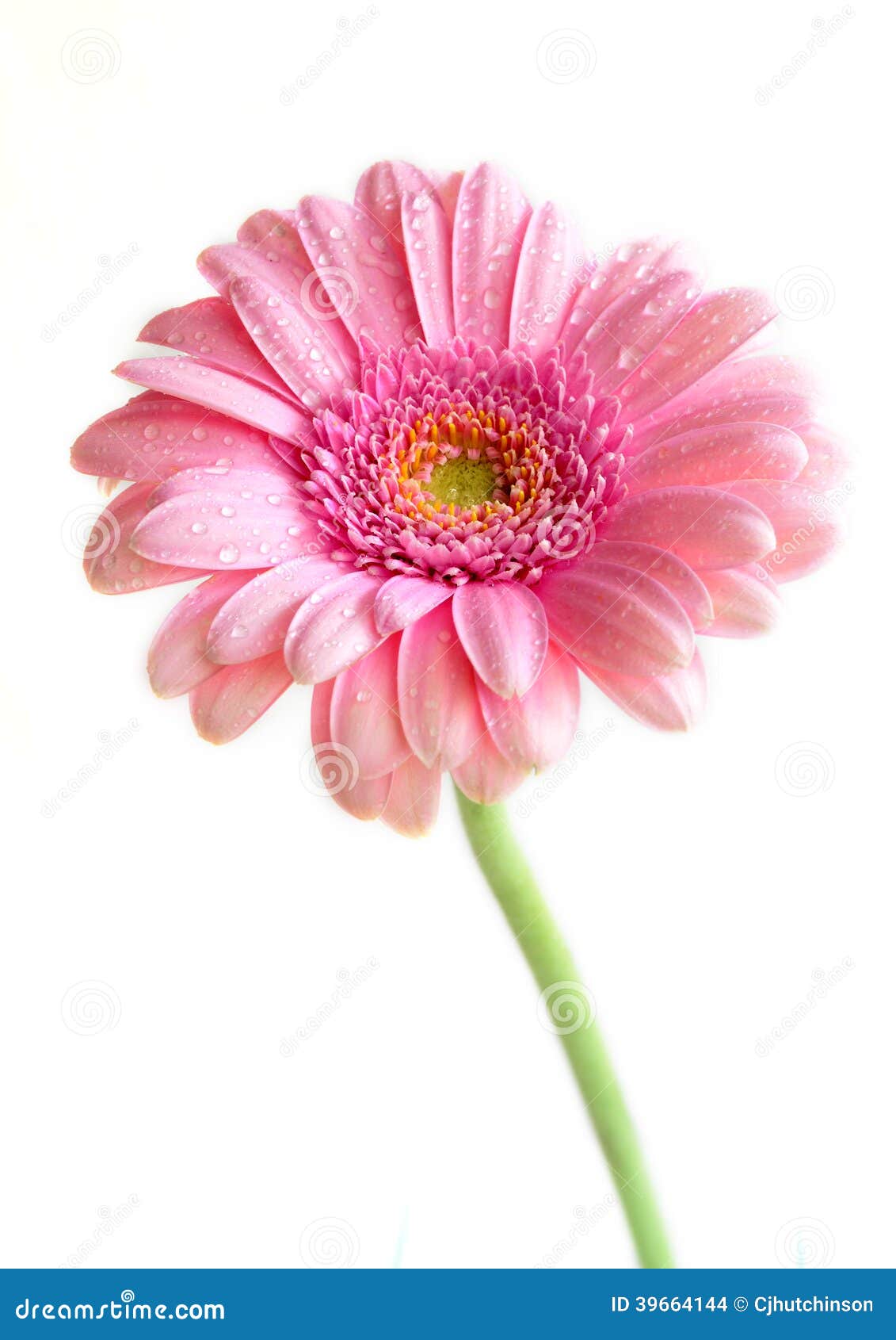 Gerbera cor-de-rosa foto de stock. Imagem de flor, romântico - 39664144