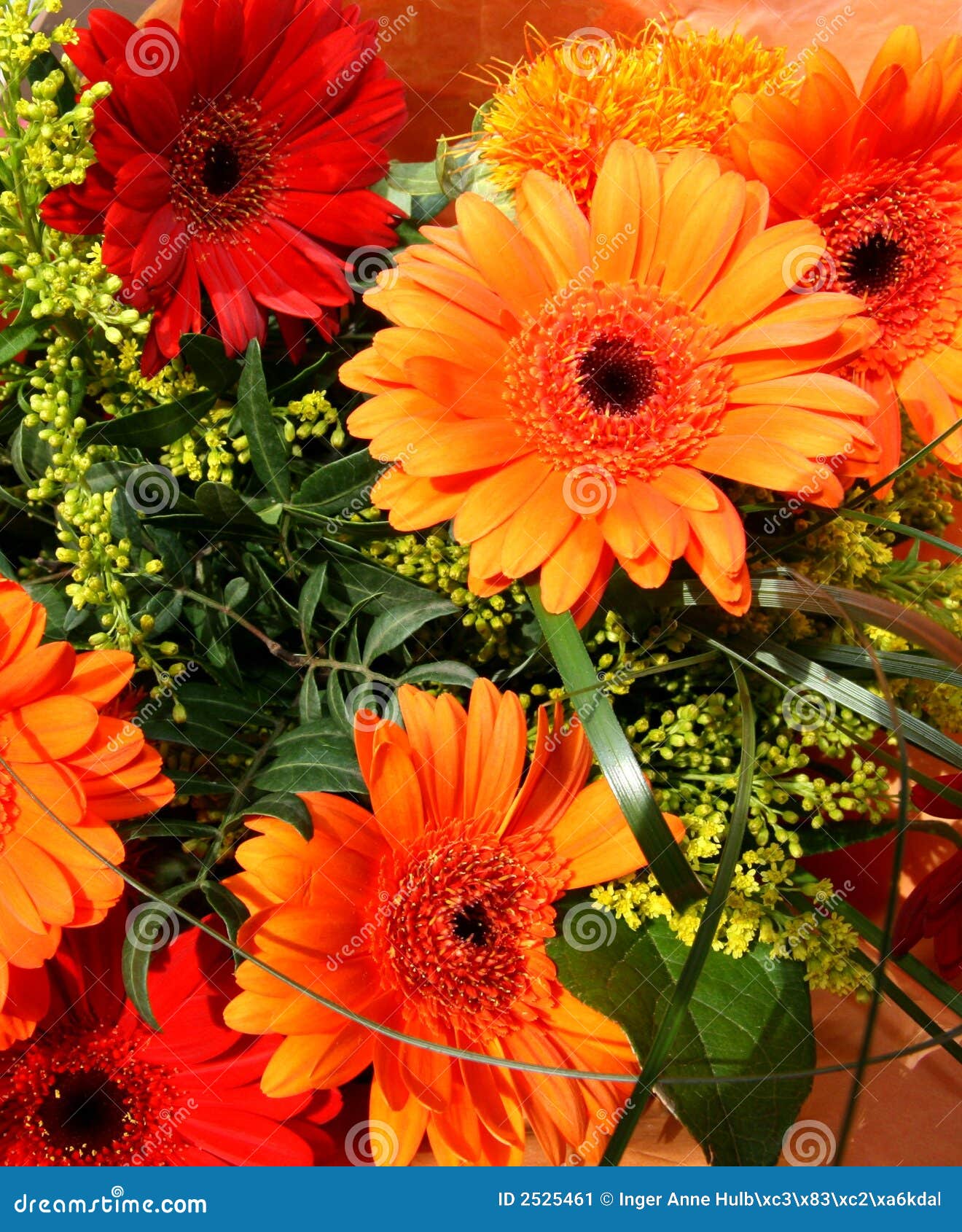 Gerbera daisies stock image. Image of green, gerbera, orange - 2525461
