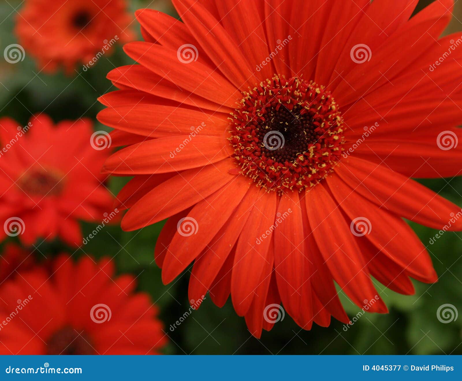 Gerbera Daisies stock image. Image of gerbera, gardening - 4045377