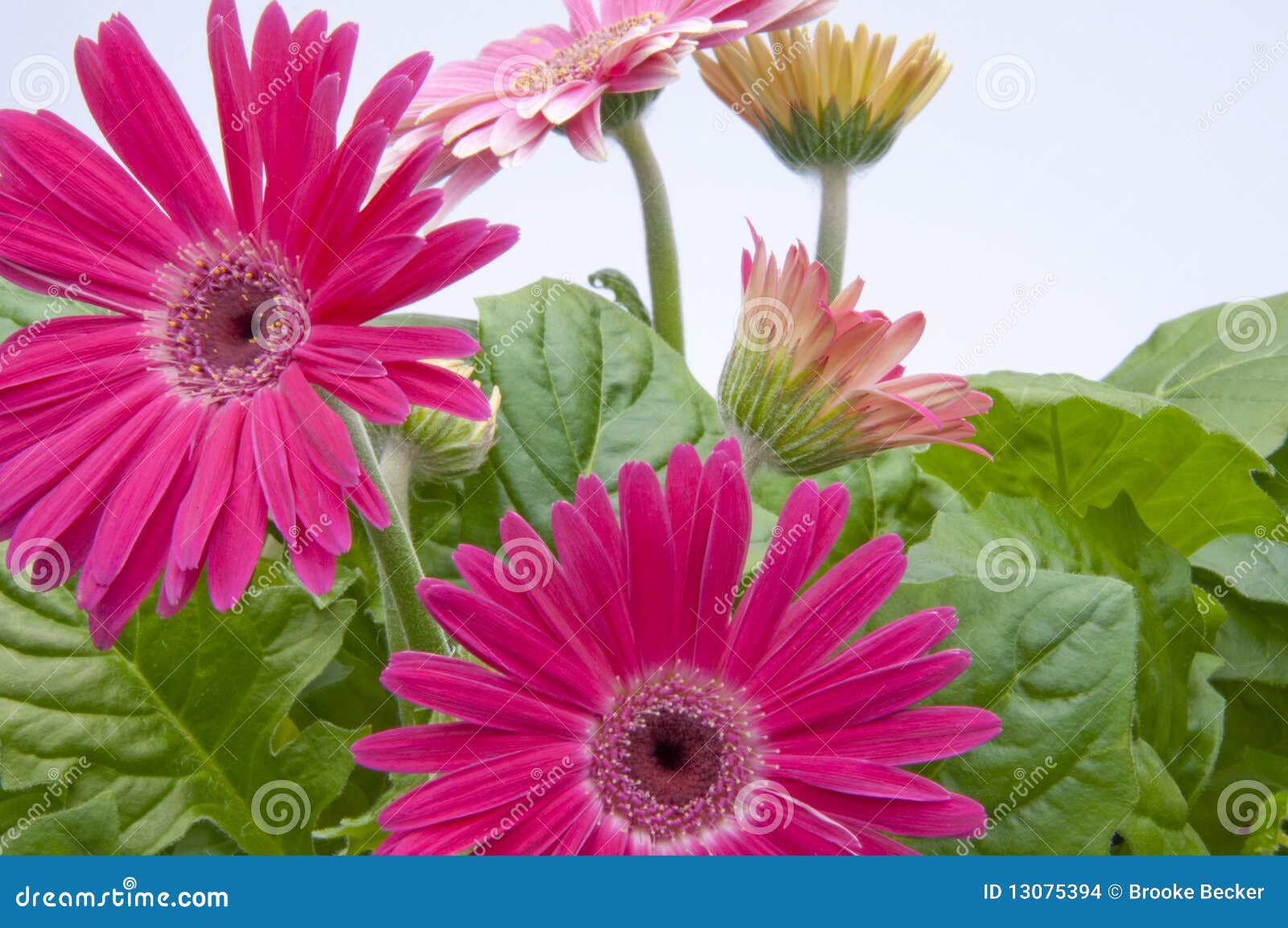 1,650 Gerber Bud Photos - Free & Royalty-Free Stock Photos from Dreamstime