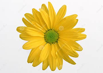 Gerbera Daisy-3 stock photo. Image of florist, doronicum - 2769694