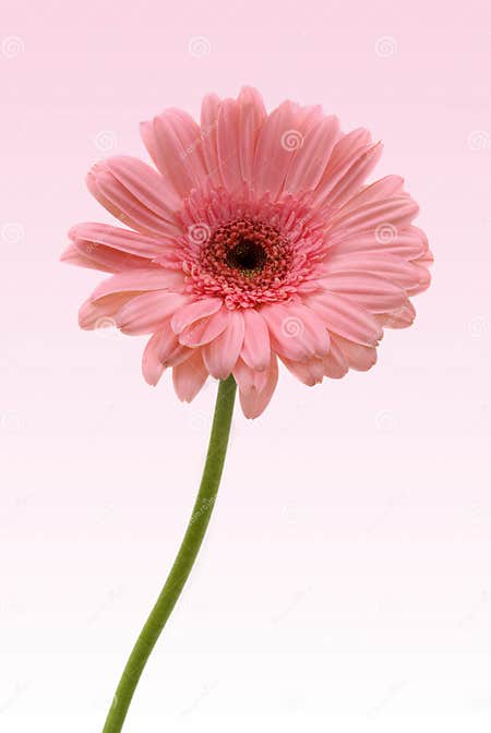 Gerbera Daisy stock photo. Image of daisies, easter, aromatic - 3552470