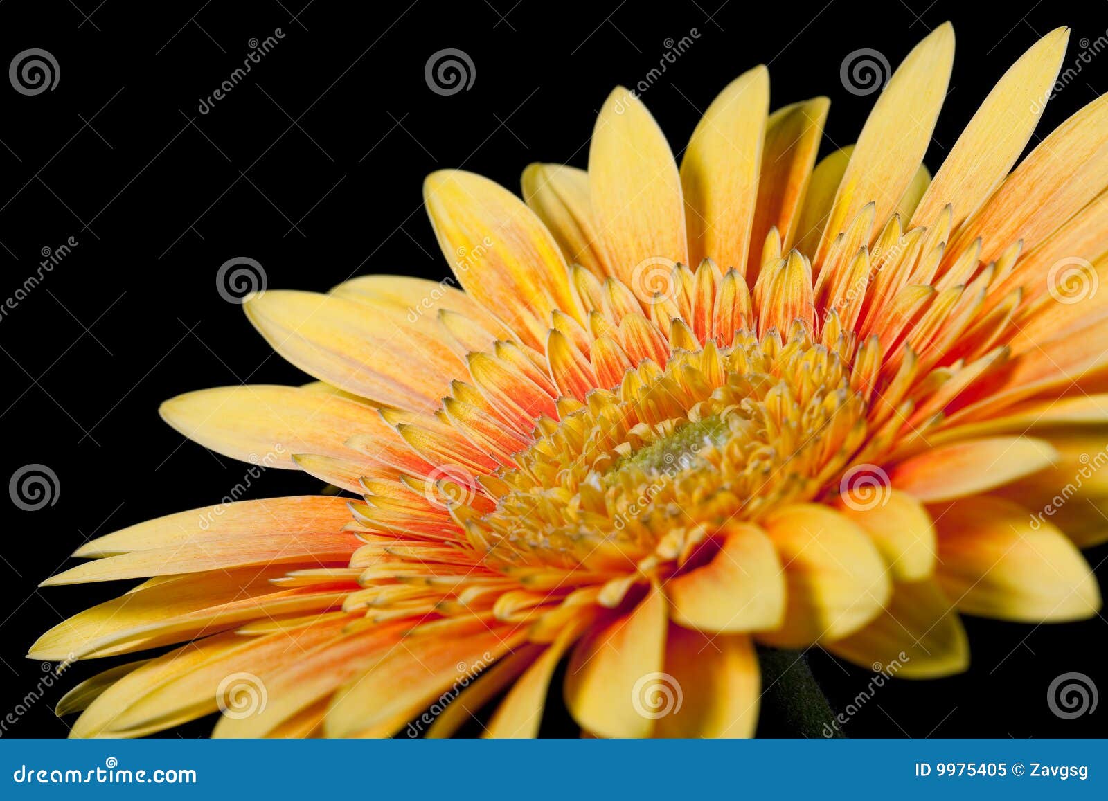 Gerbera Daisy stock image. Image of beautiful, pretty - 9975405