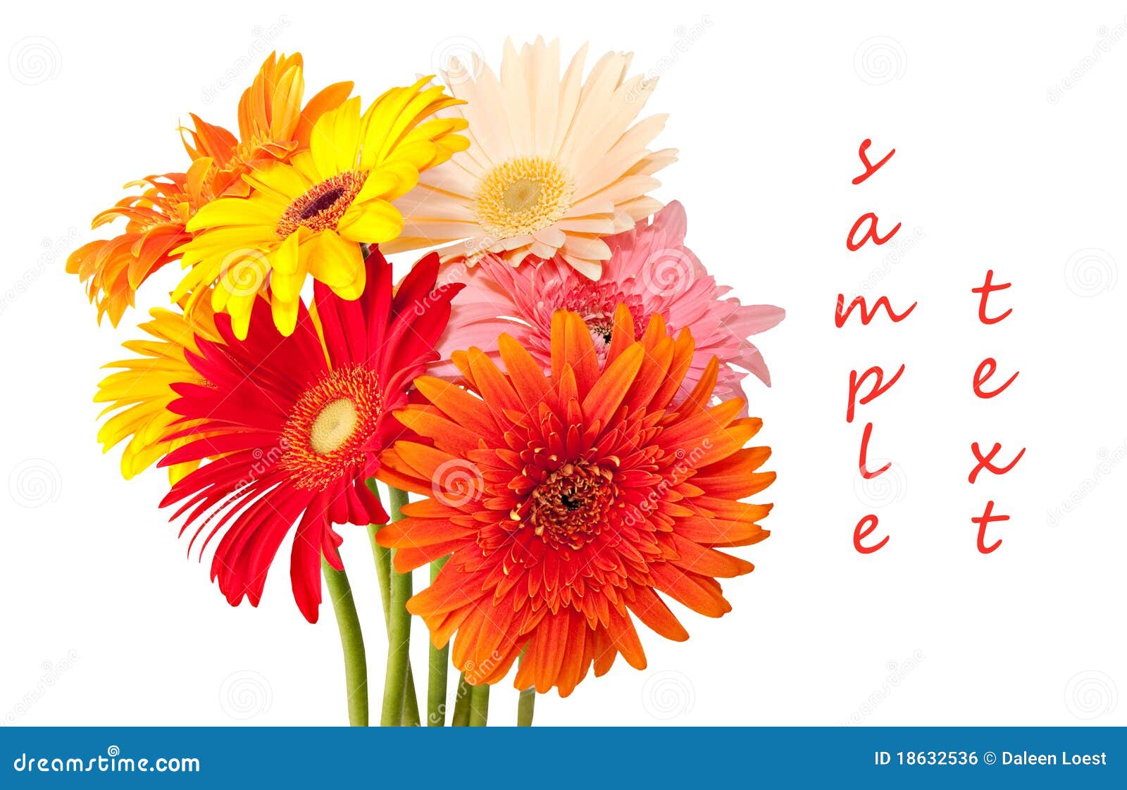 Gerbera daisy bunch stock photo. Image of natural, gerbera - 18632536