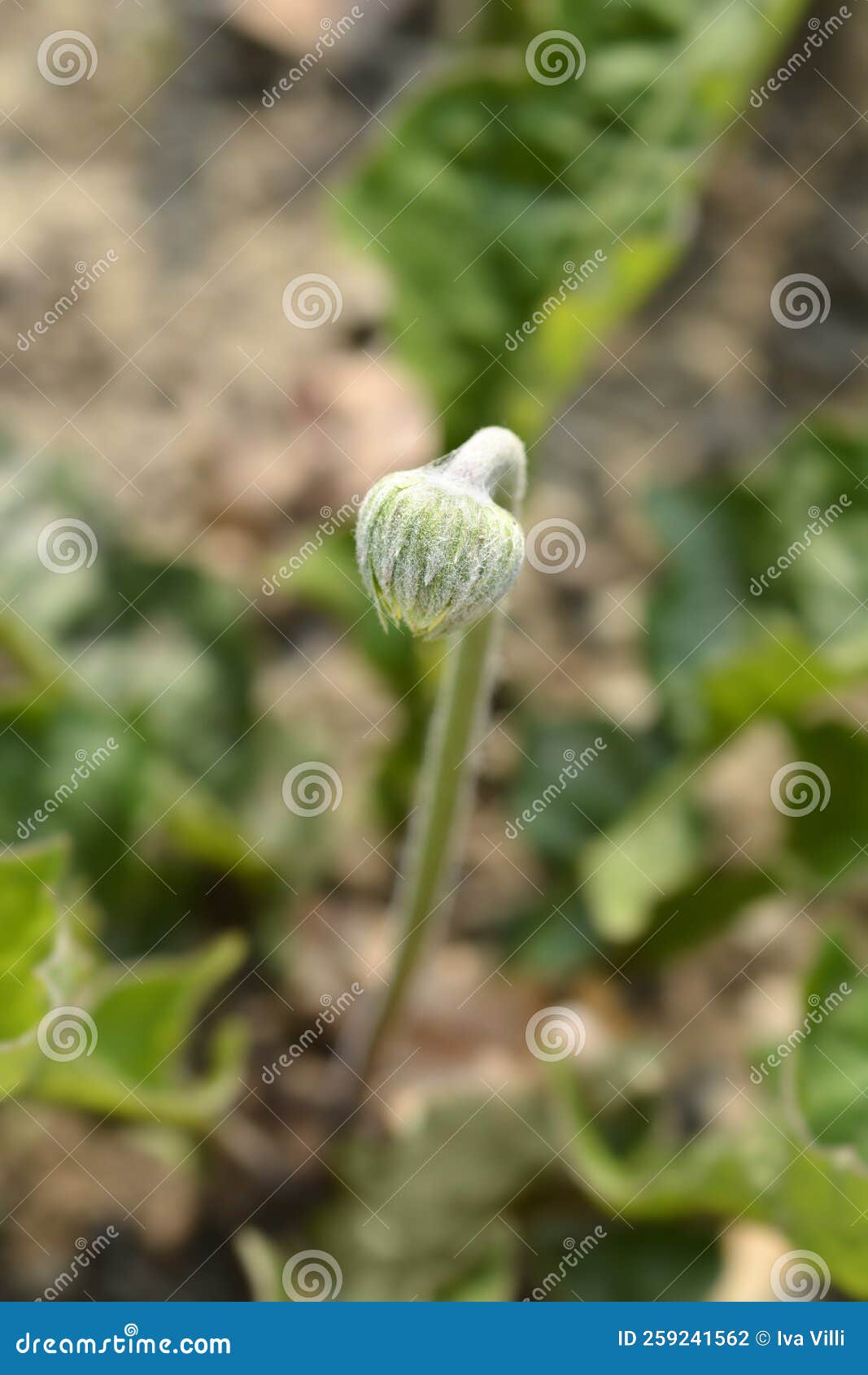 Gerbera daisy stock photo. Image of transvaal, nature - 259241562