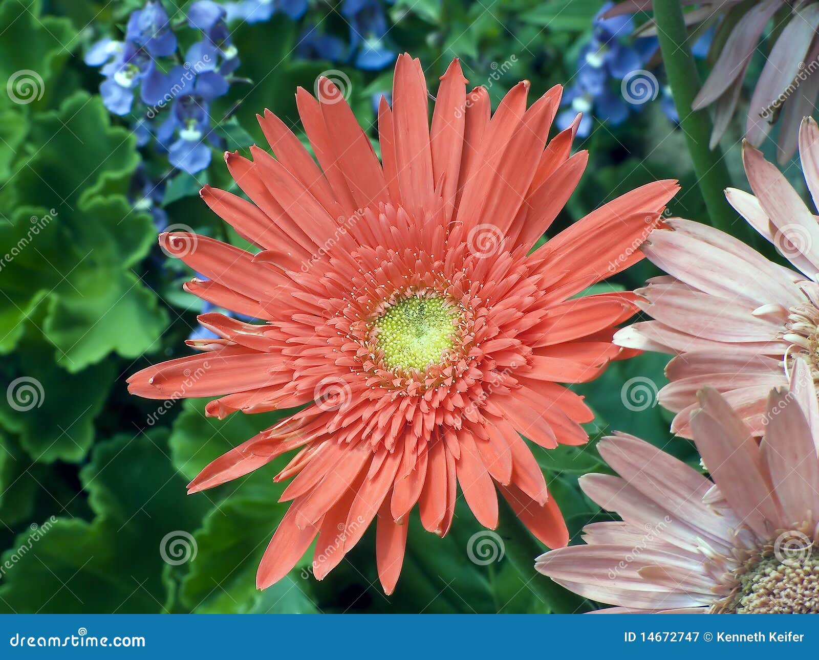 Gerbera Daisy in Flowerbox stock image. Image of blossom - 14672747