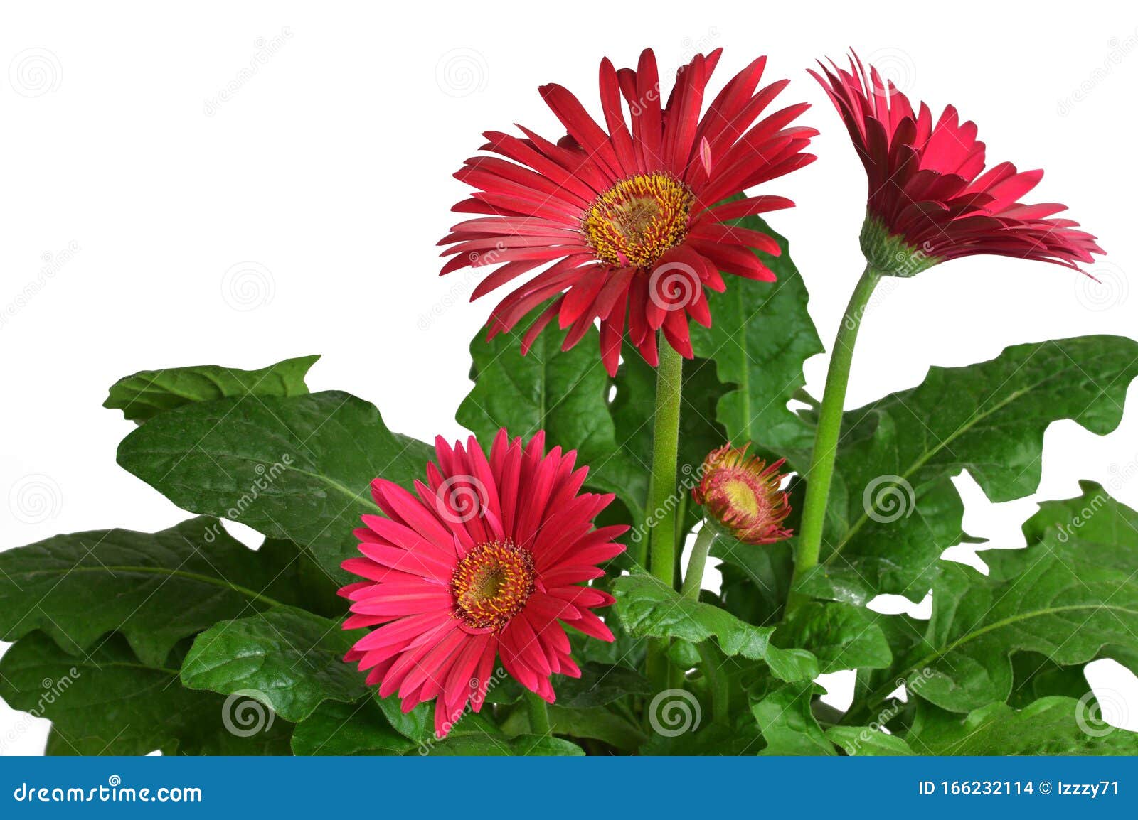 Gerbera Daisy Isolated on White Background Stock Photo - Image of ...