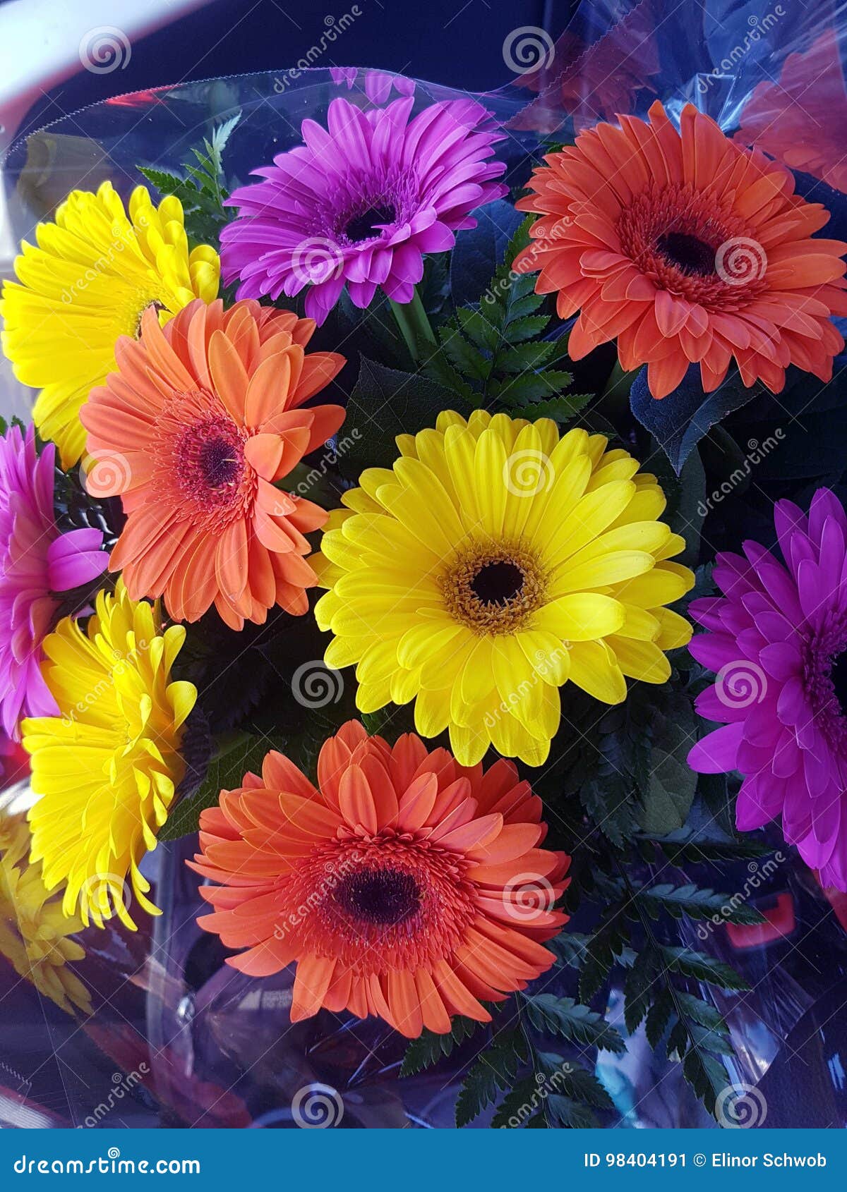 Gerbera daisy rainbow stock image. Image of rainbow, bouquet - 98404191