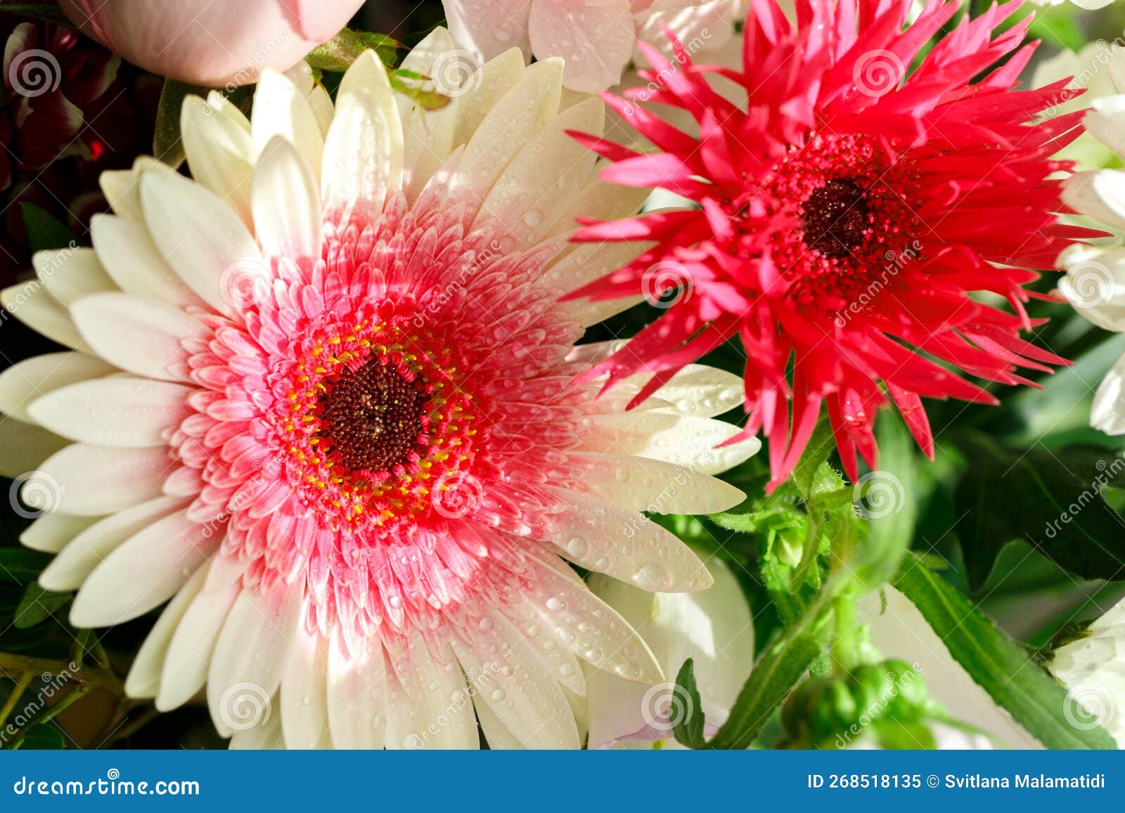Gerbera Daisy Variegated with Wated Drops Stock Image - Image of plant ...
