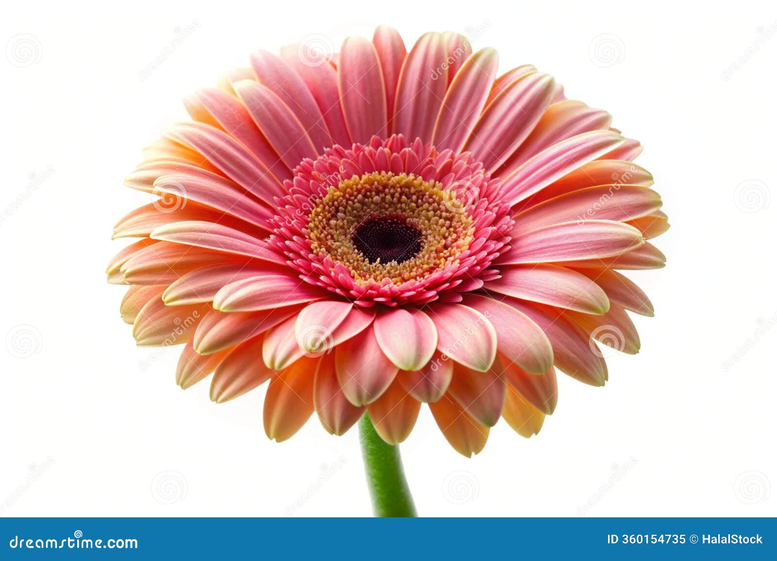Gerbera Daisy on White Background Stock Illustration - Illustration of ...