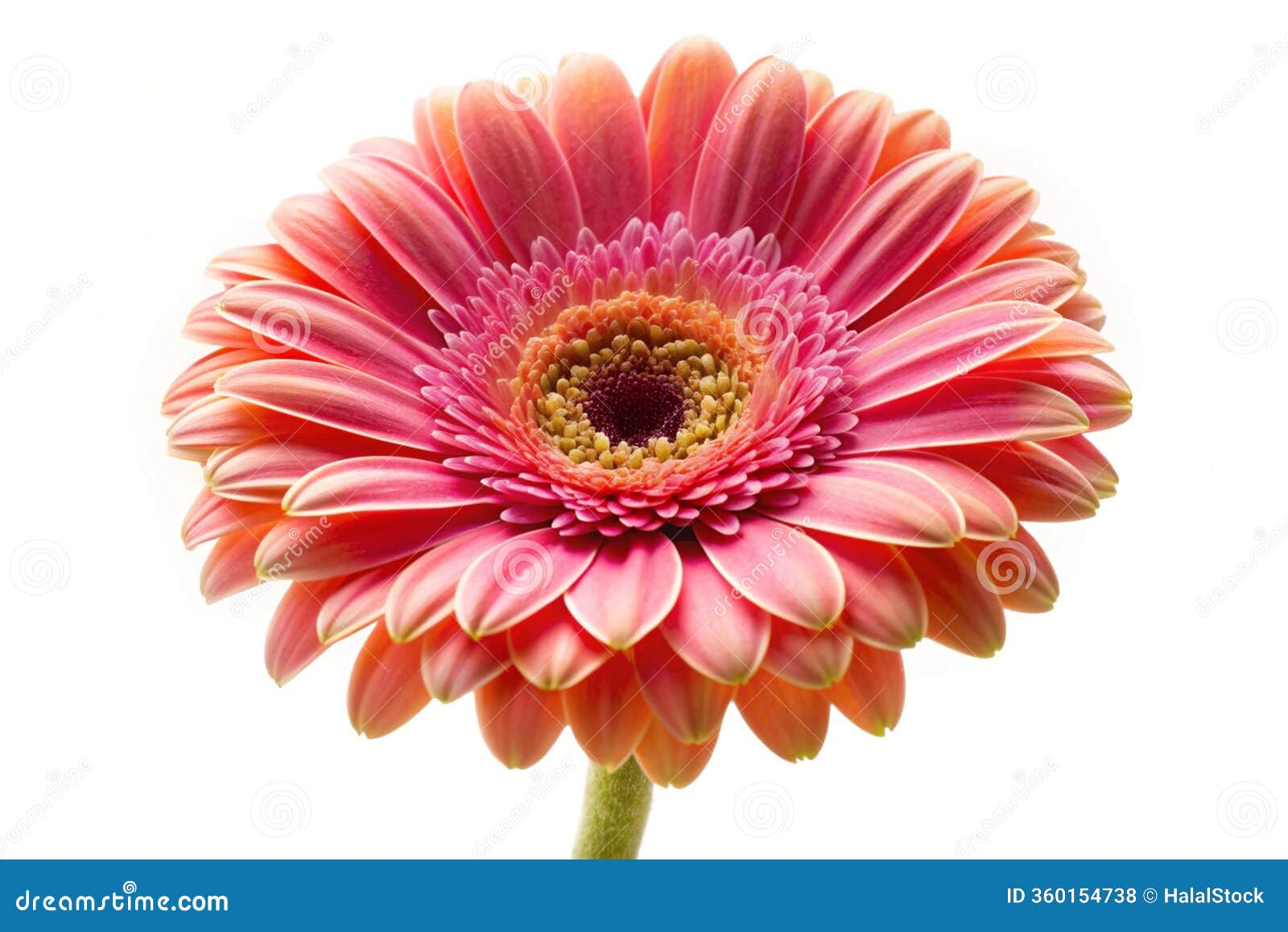 Gerbera Daisy on White Background Stock Illustration - Illustration of ...