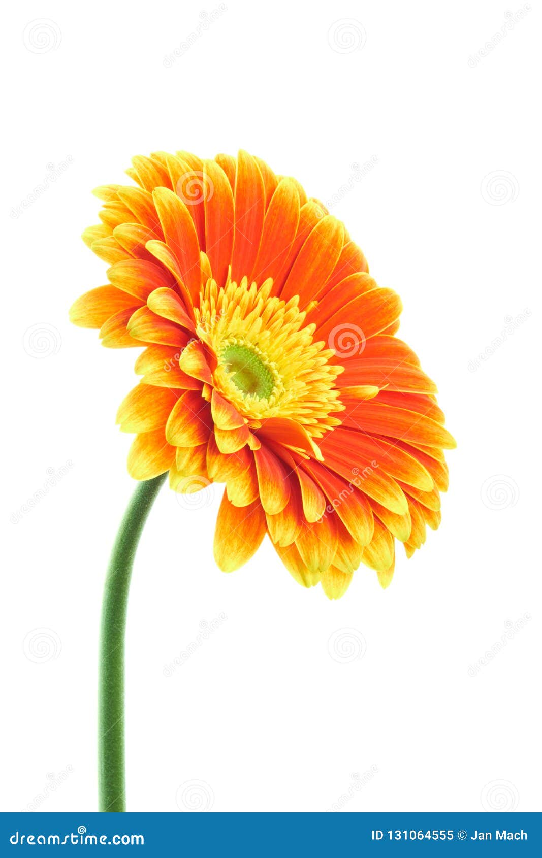 Gerbera De Multilocored Isolado No Fundo Branco Imagem de Stock ...