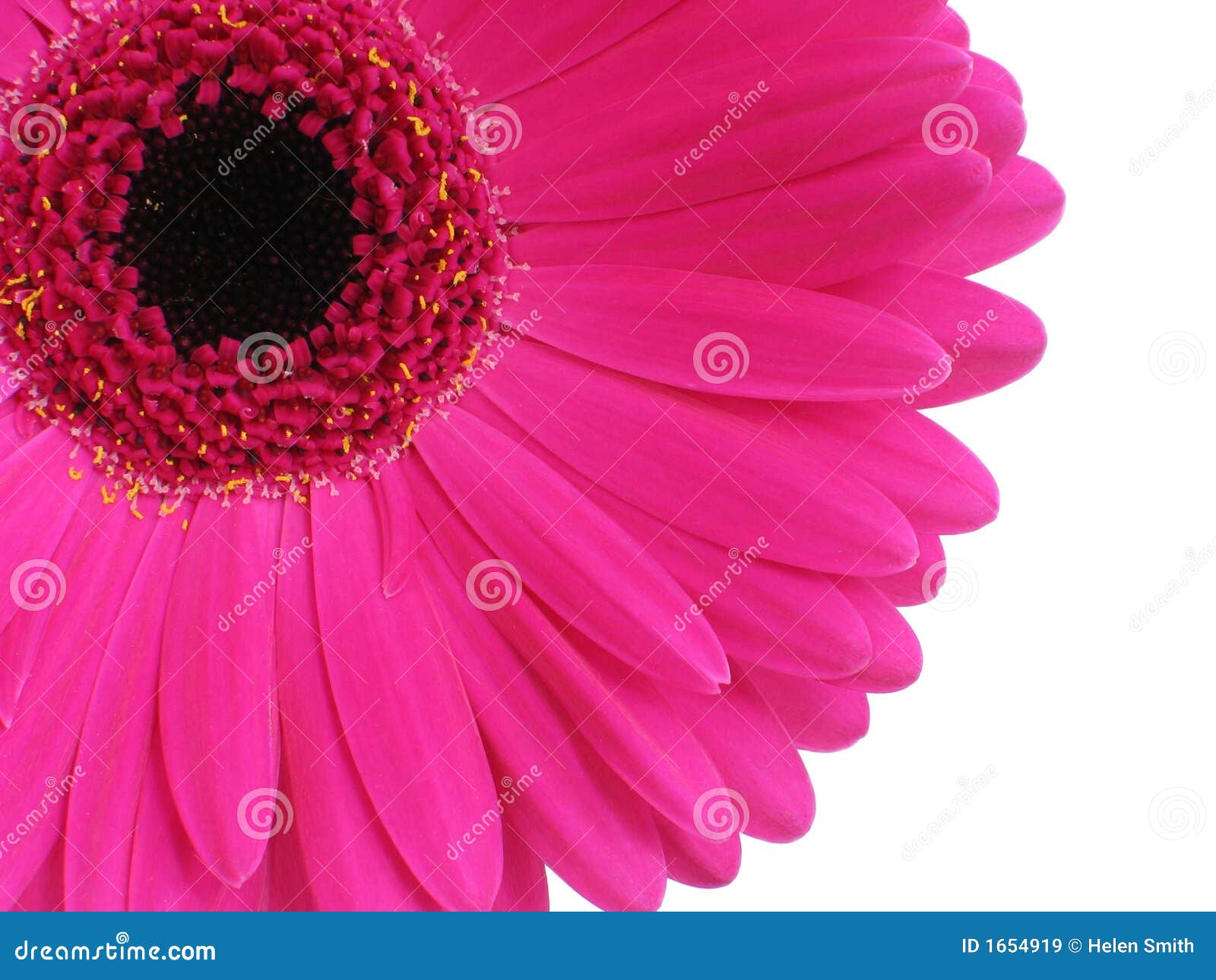 Gerbera Del Color De Rosa Caliente Imagen de archivo - Imagen de rosa ...