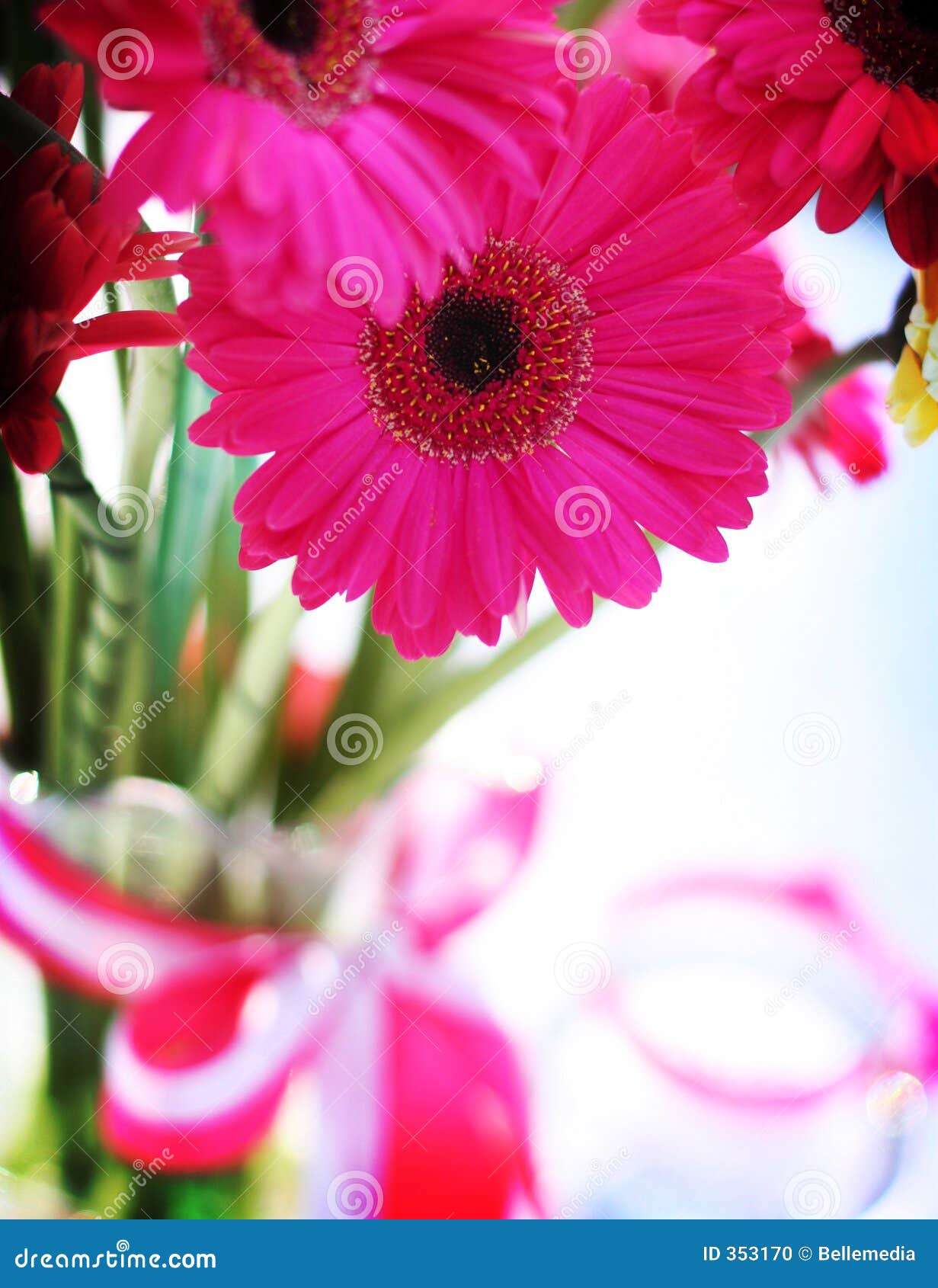 Gerbera Del Color De Rosa Impactante Foto de archivo - Imagen de rosa ...