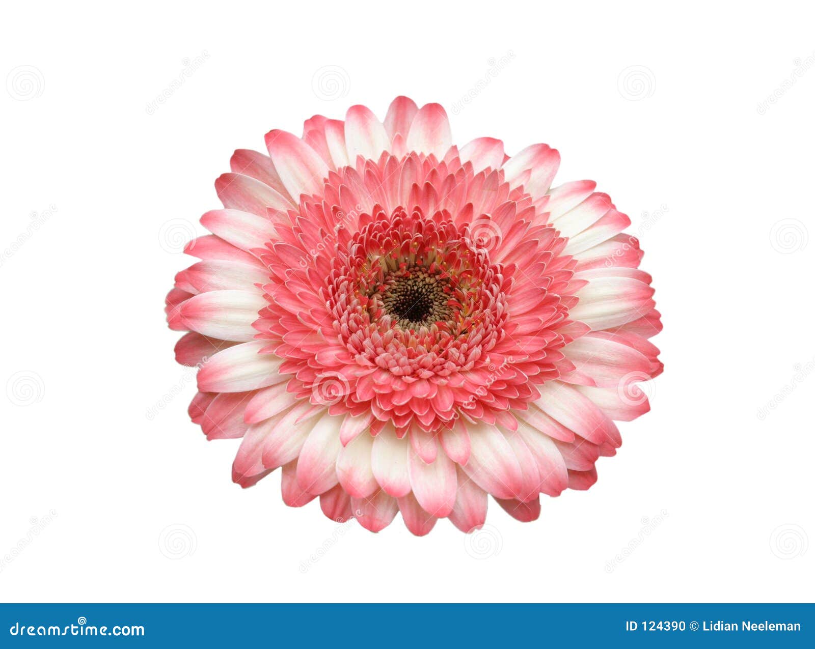 Gerbera-design element stock photo. Image of design, gerbera - 124390