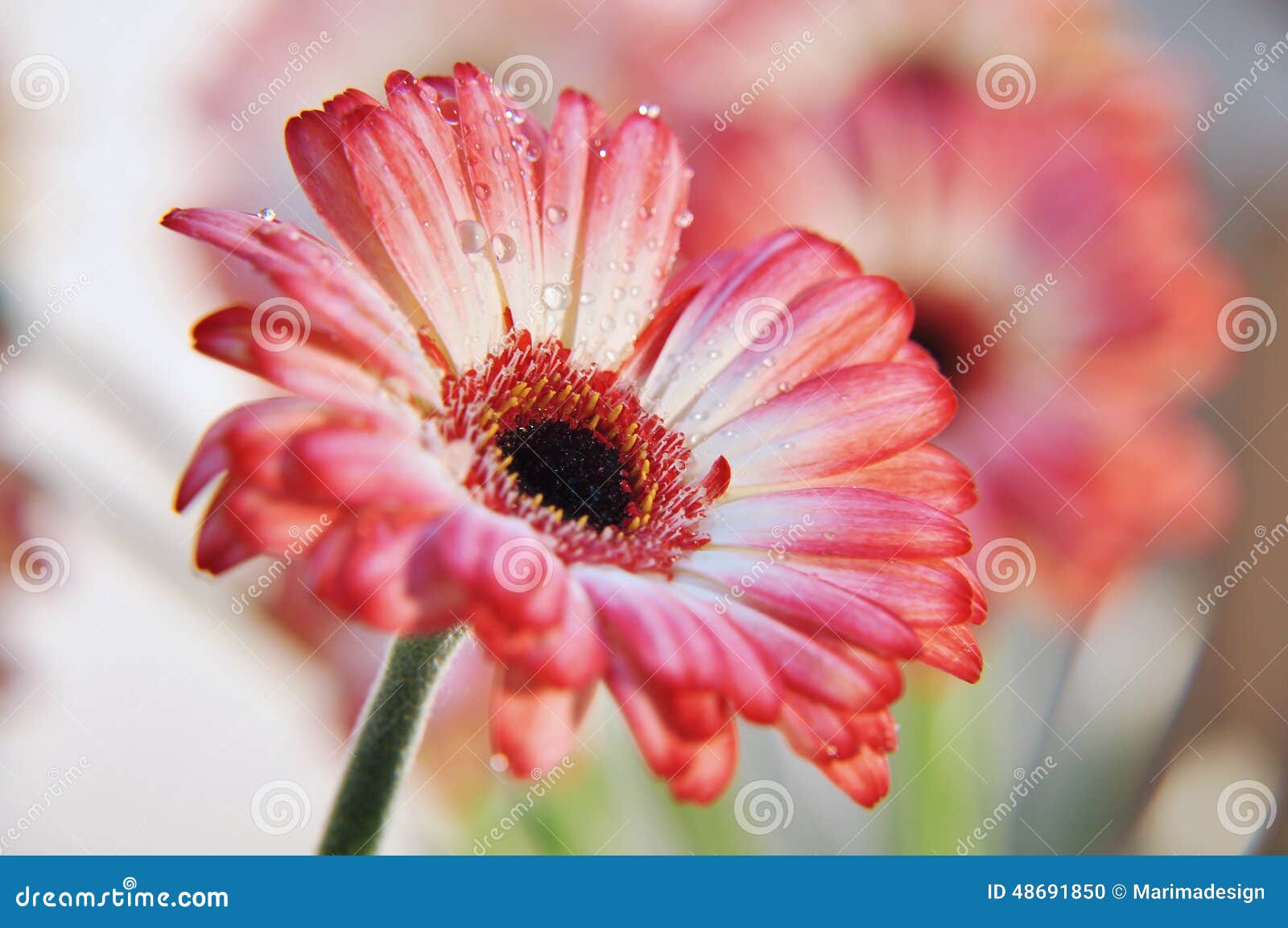 Gerbera stock photo. Image of pink, flora, organic, rose - 48691850