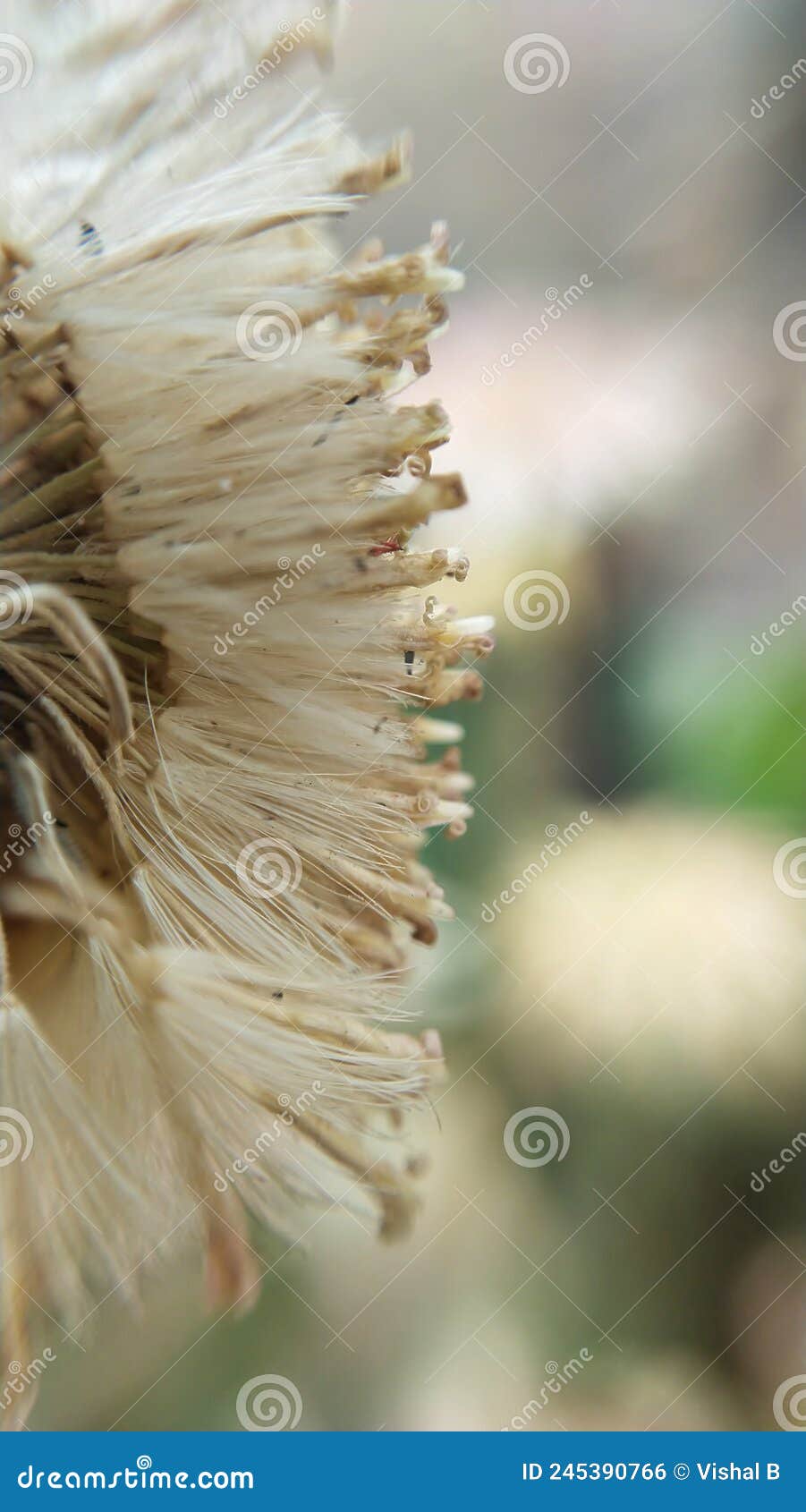 Gerbera Dried Flower stock photo. Image of insect, twig - 245390766