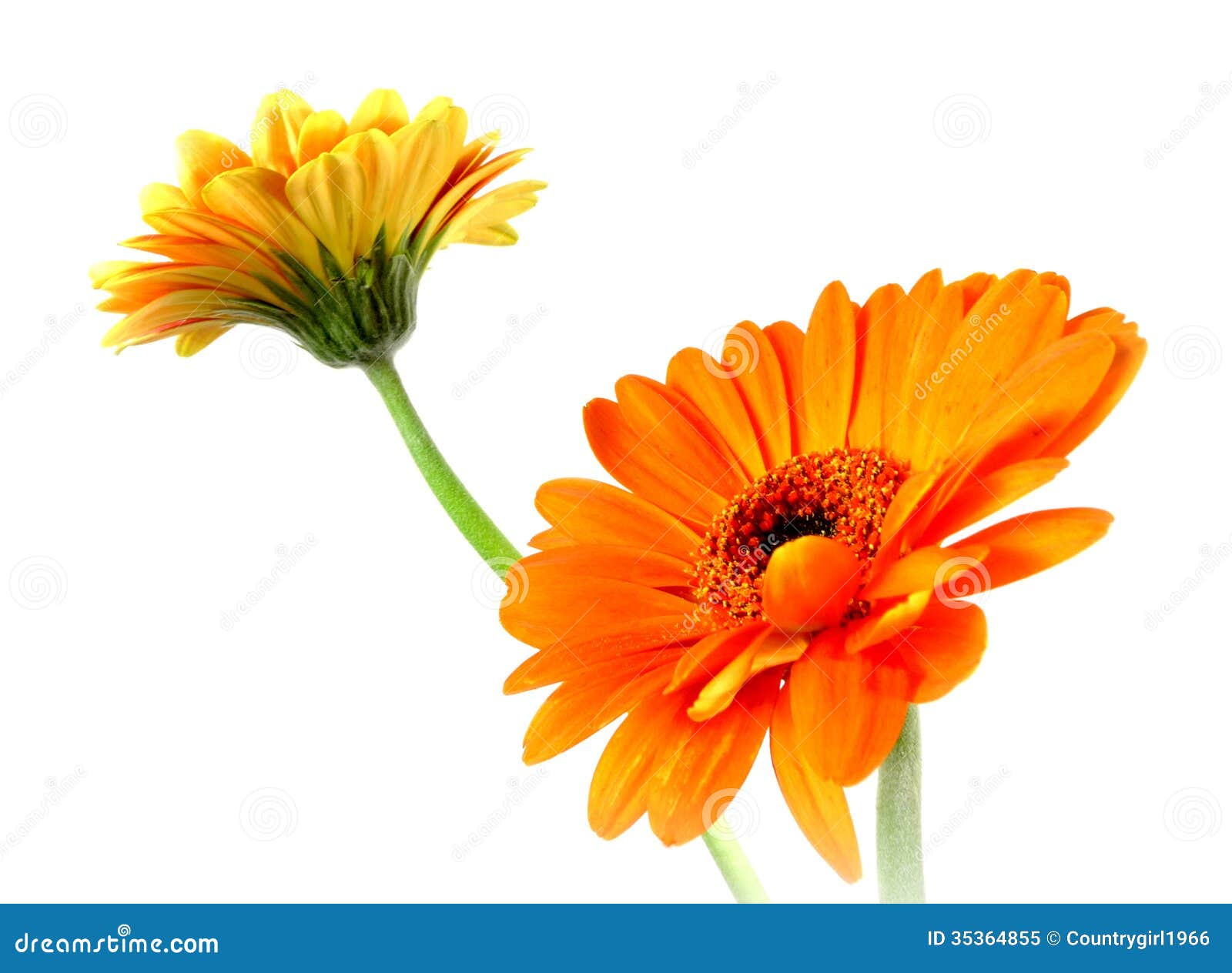 Gerbera-duo stock image. Image of nature, elegant, gerbera - 35364855