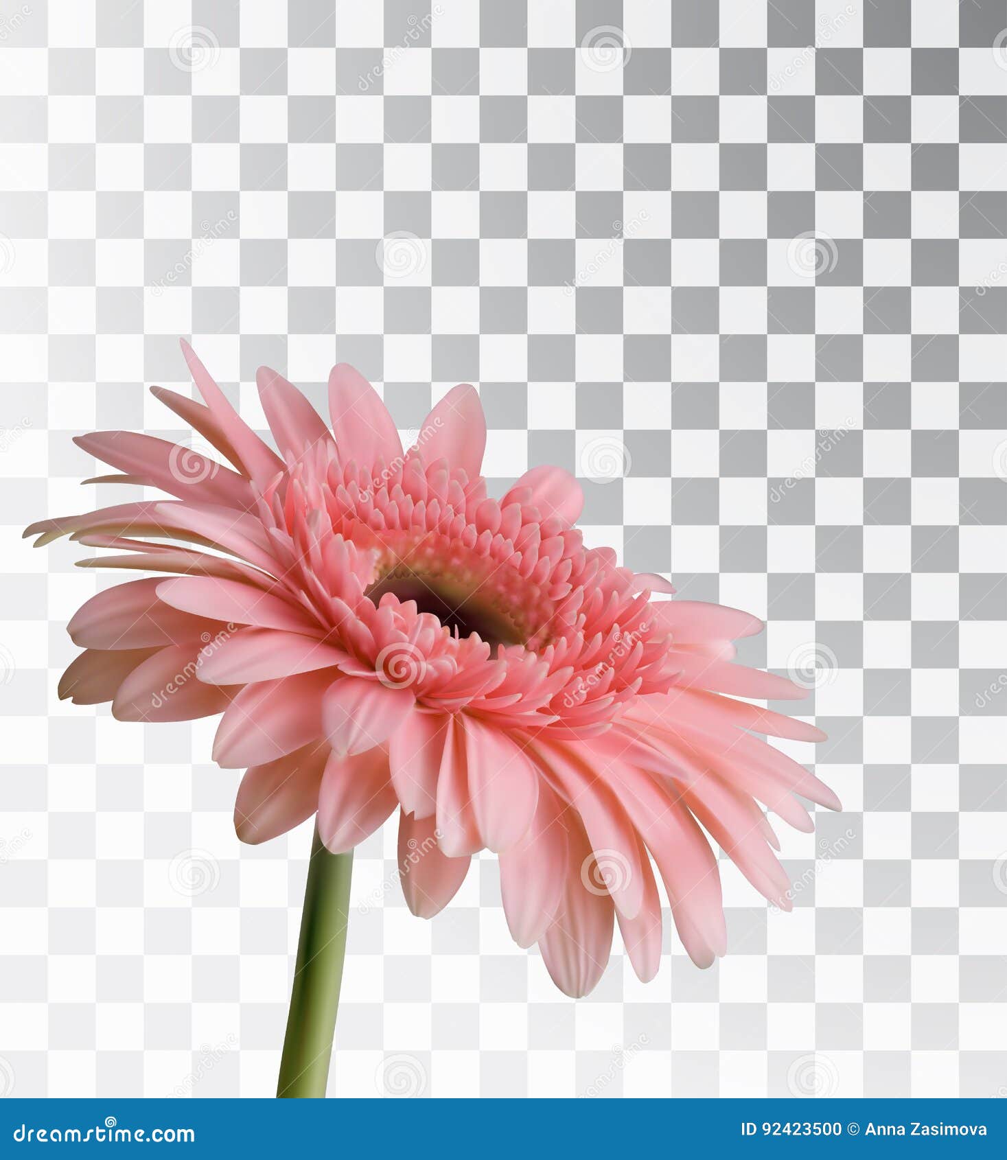 Gerbera Em Um Fundo Transparente Ilustração do Vetor - Ilustração de ...