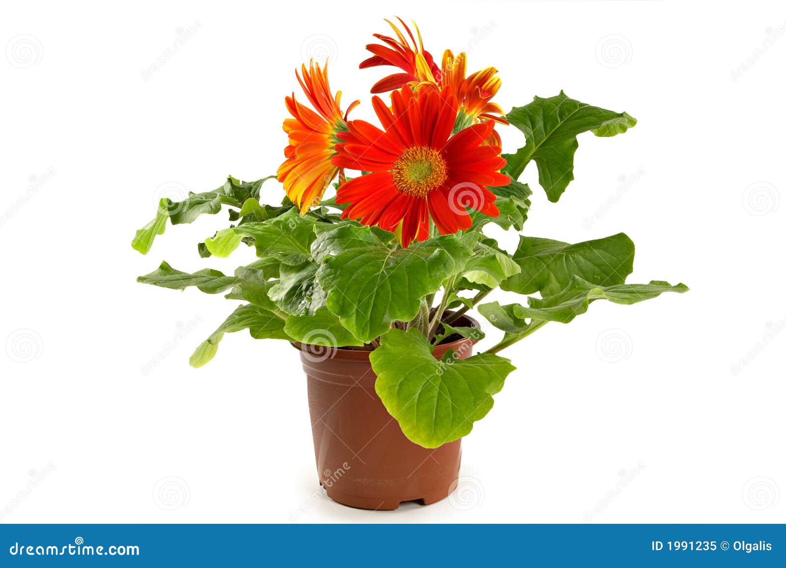 Gerbera en una maceta imagen de archivo. Imagen de crecimiento - 1991235