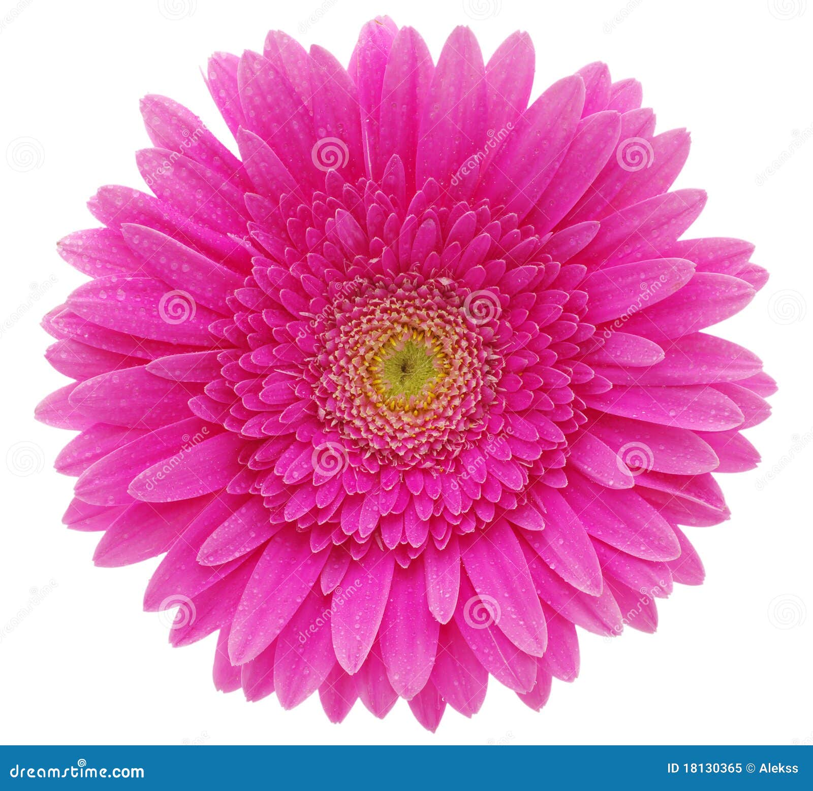 Gerbera flower stock image. Image of beautiful, decoration - 18130365
