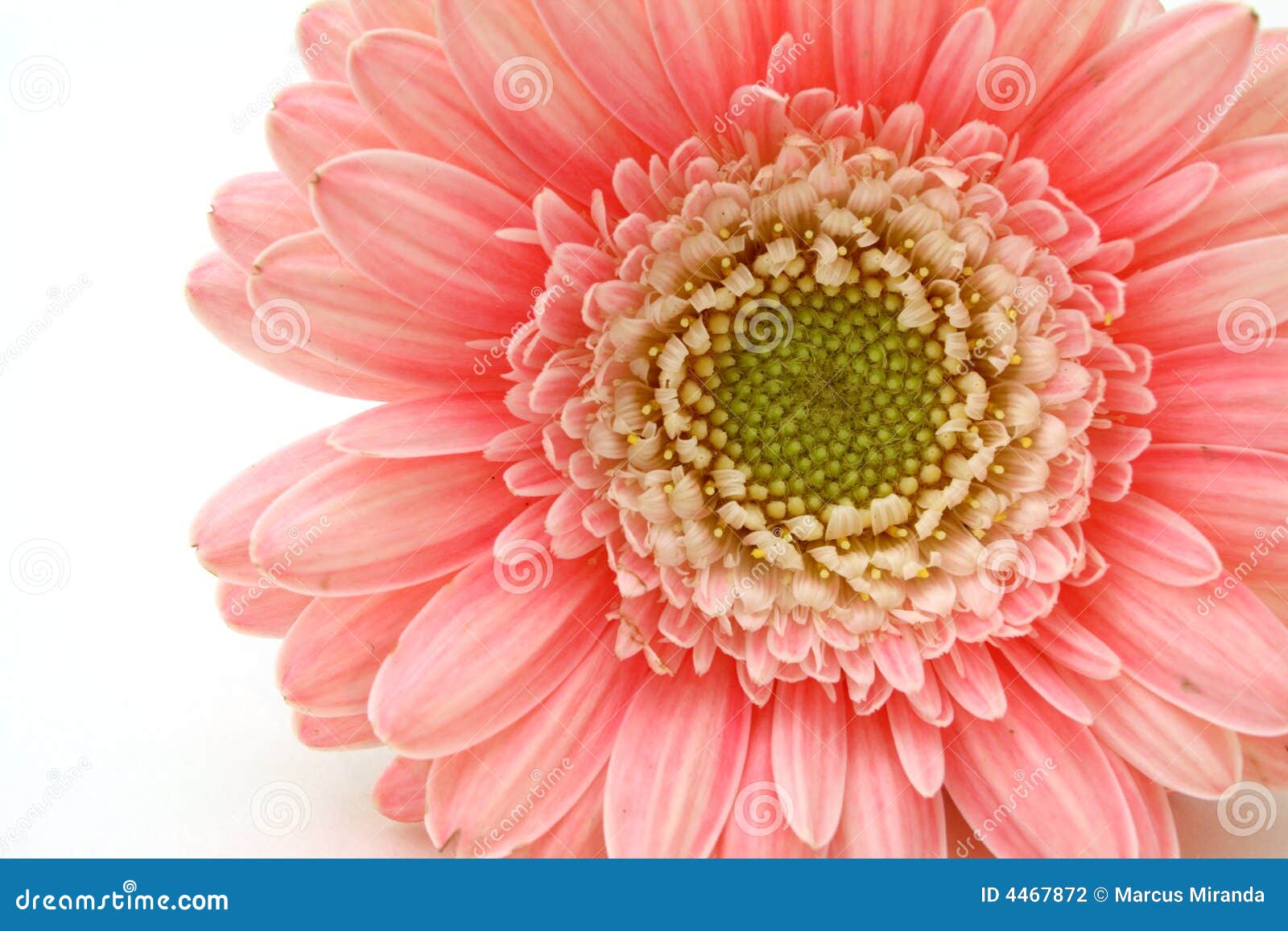 Gerbera flower stock photo. Image of colored, spring, macro - 4467872