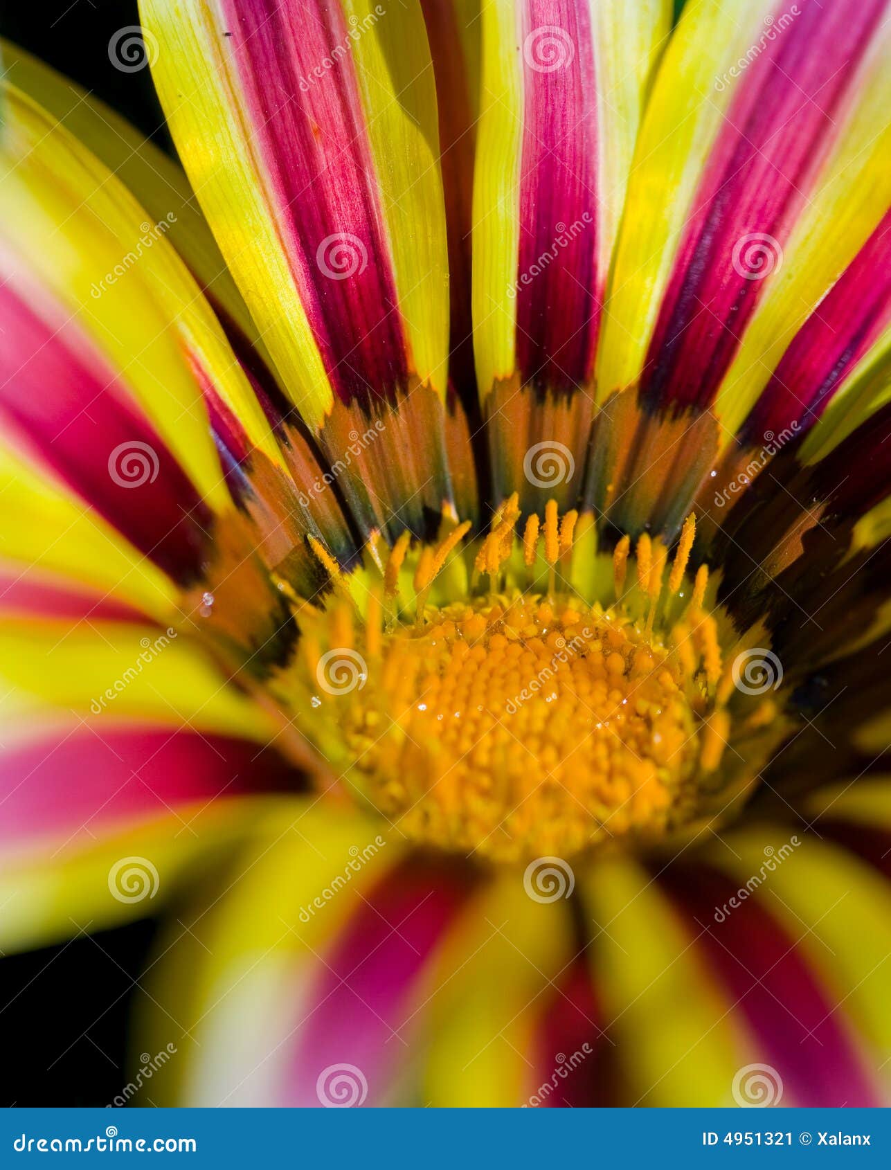 Gerbera flower stock image. Image of detail, floral, nature - 4951321