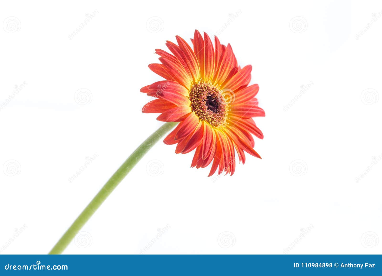 Gerbera Flower Background and Spring Stock Photo - Image of gerbera ...