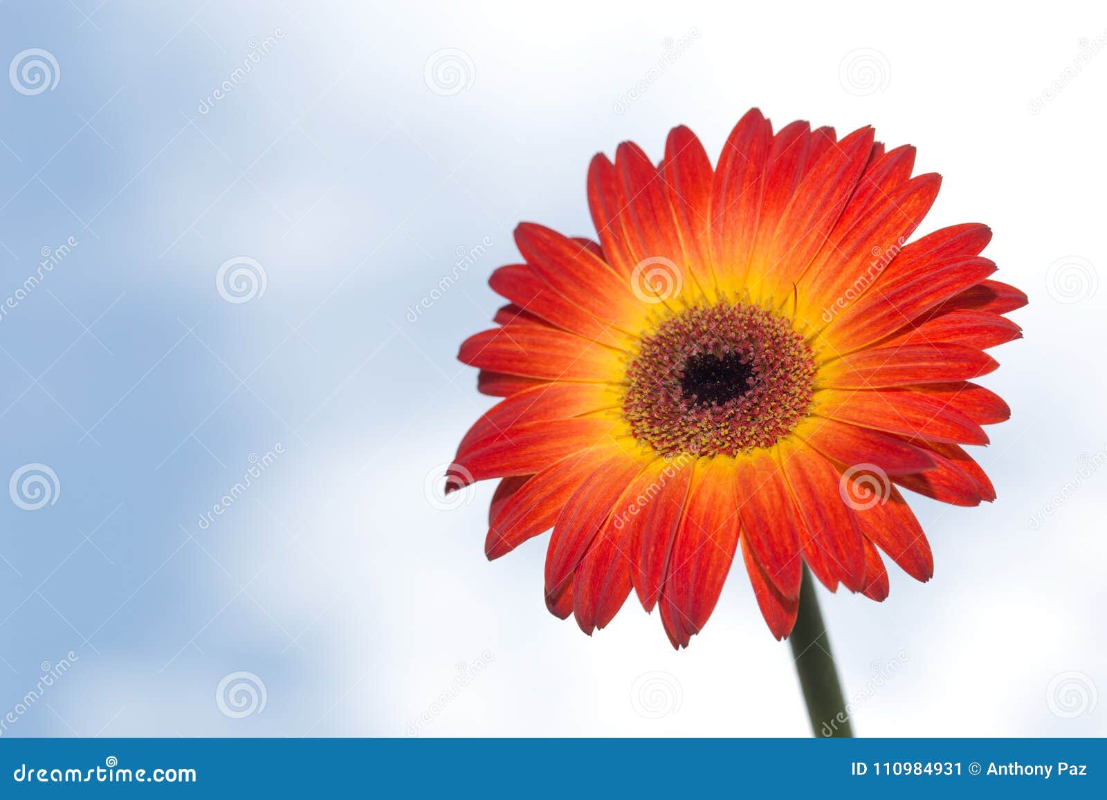 Gerbera Flower Background and Spring Stock Image - Image of isolated ...