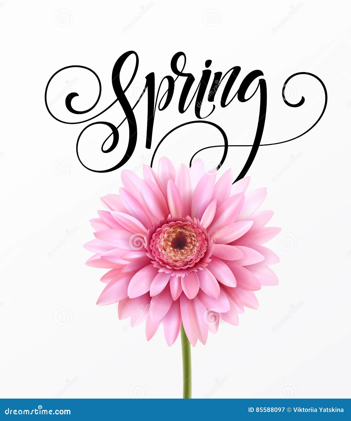 Gerbera Flower Background and Spring Lettering. Vector Illustration ...