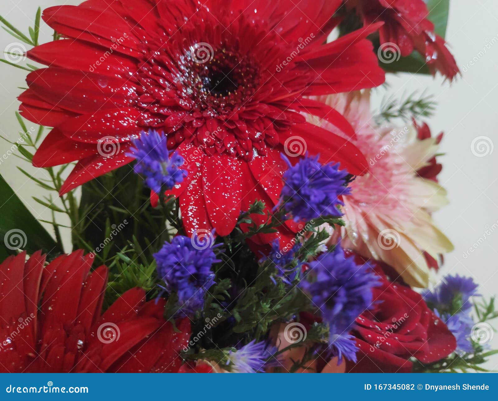 Gerbera flower bookey stock photo. Image of glitter - 167345082