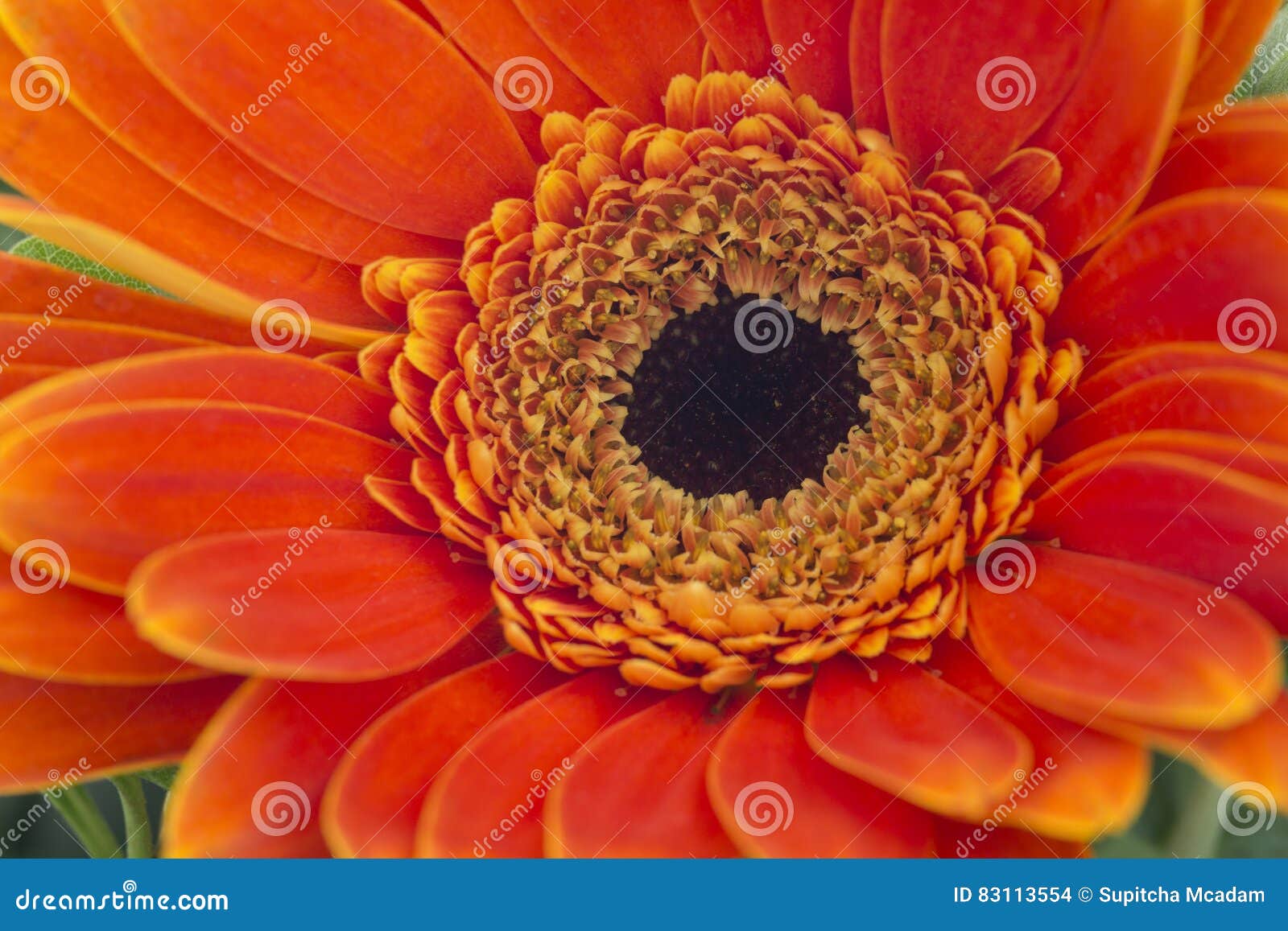 Gerbera flower close up stock photo. Image of detail - 83113554