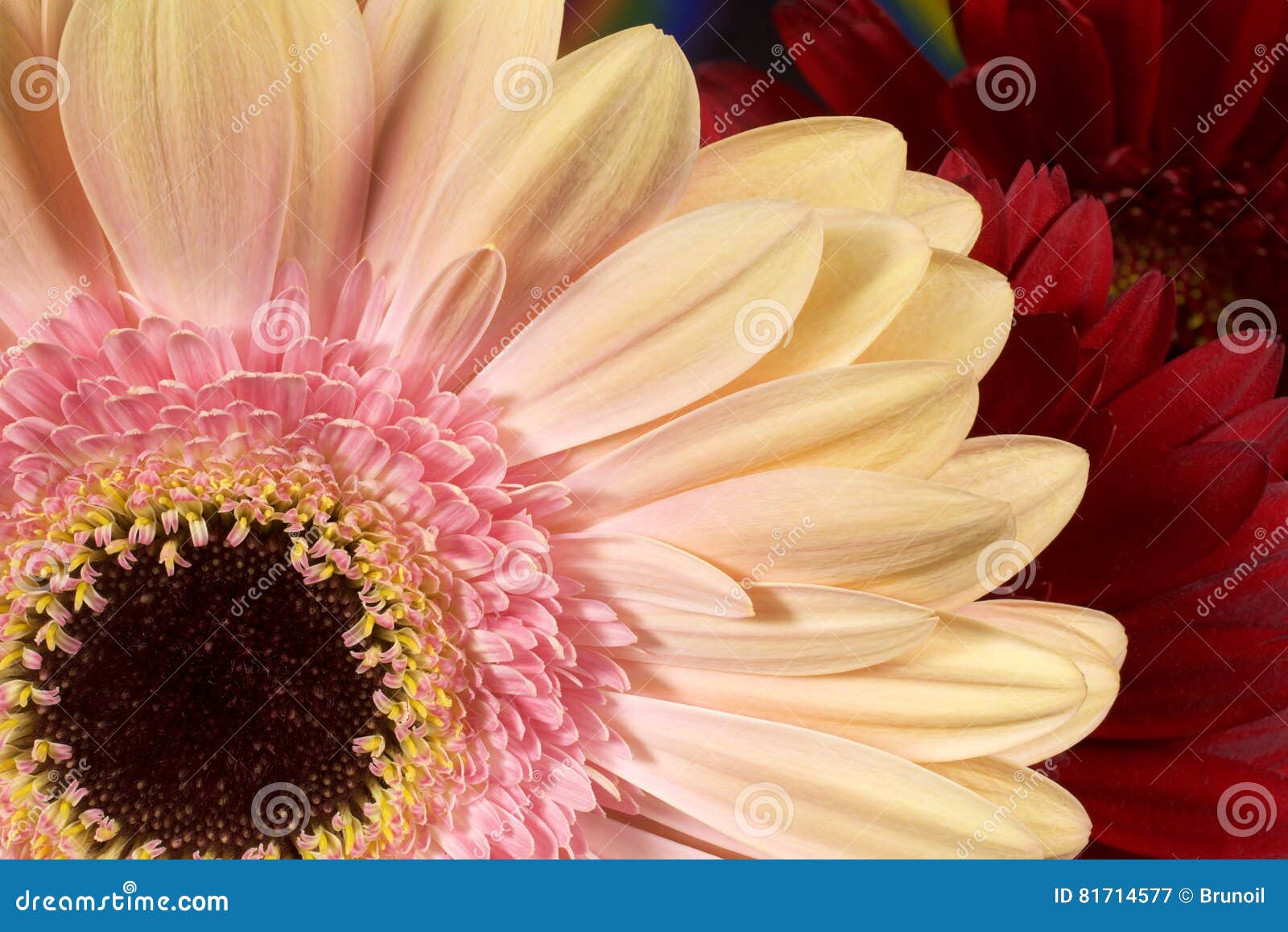 Gerbera Flower Closeup stock image. Image of close, pink - 81714577