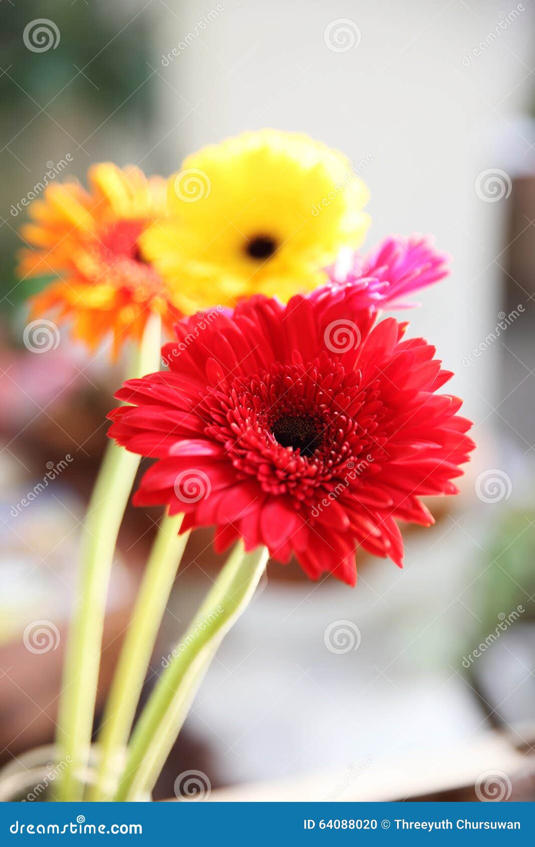 Gerbera Flower in Decoration Background Design Stock Photo - Image of ...