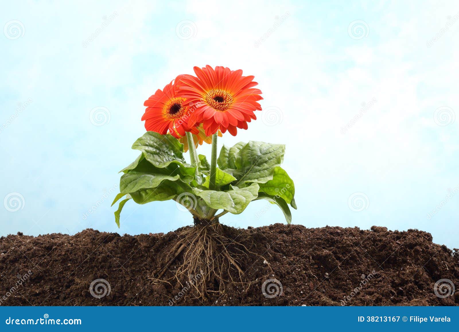 Gerbera Flower in Earth with Visible Root Stock Image - Image of blue ...