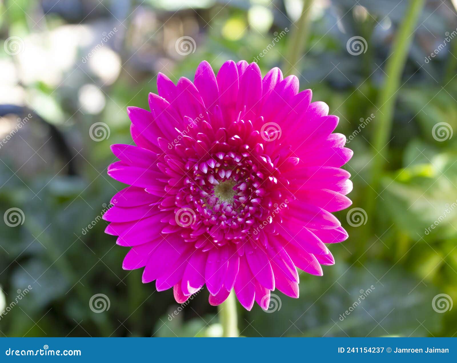 Gerbera Flower on Green Nature Background Stock Image - Image of botany ...