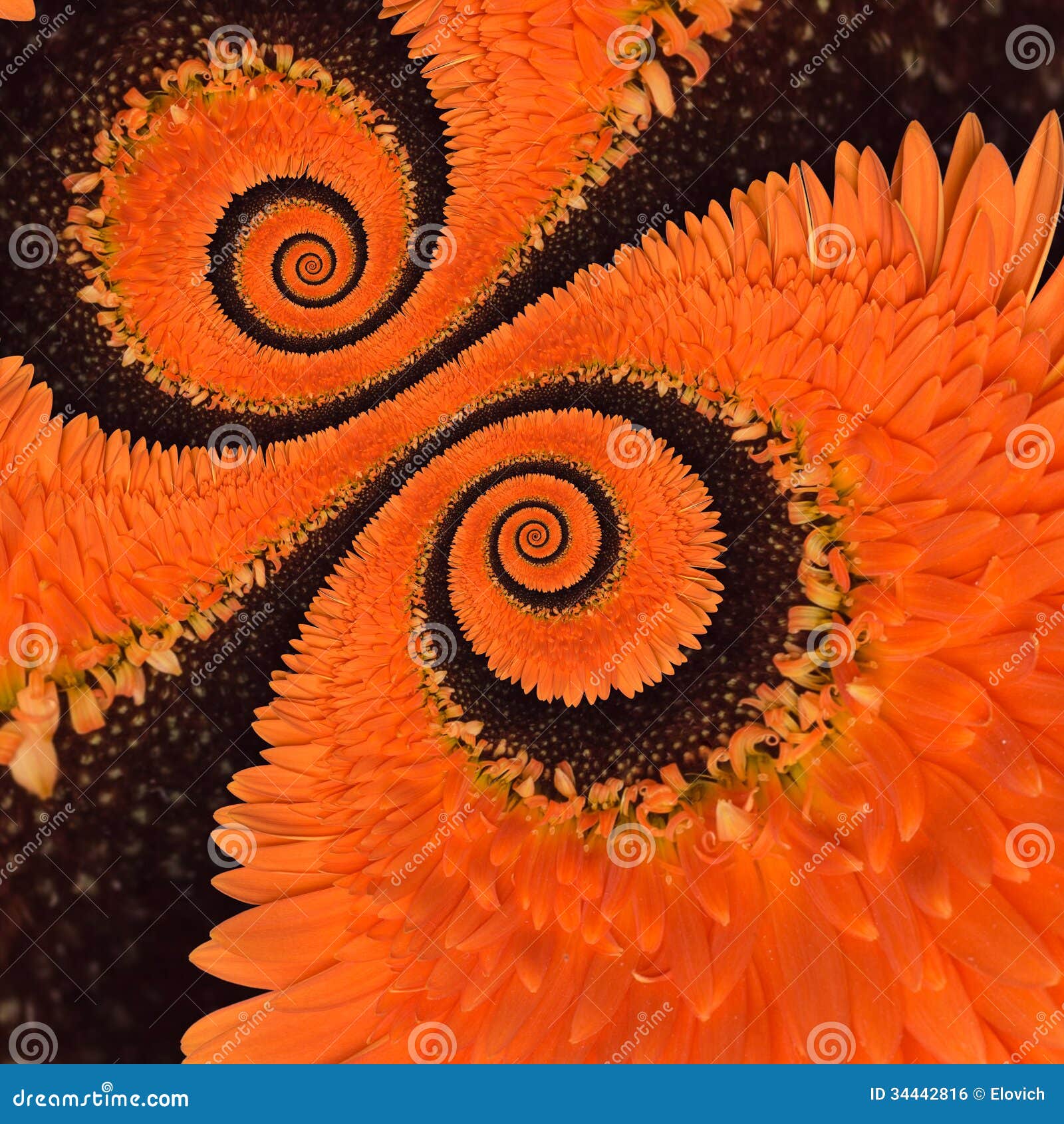 Gerbera Flower Infinity Spiral Abstract Background Stock Photo - Image ...