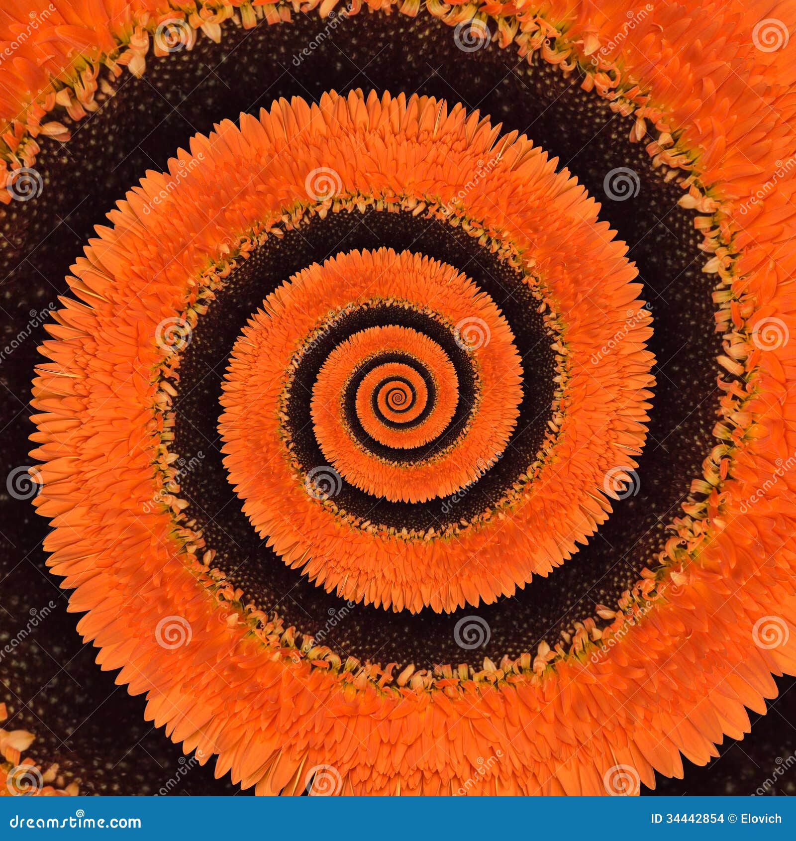 Gerbera Flower Infinity Spiral Abstract Background Stock Photo - Image ...