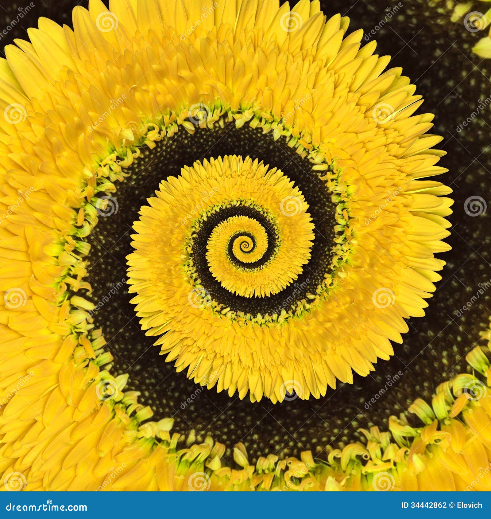 Gerbera Flower Infinity Spiral Abstract Background Stock Photo - Image ...