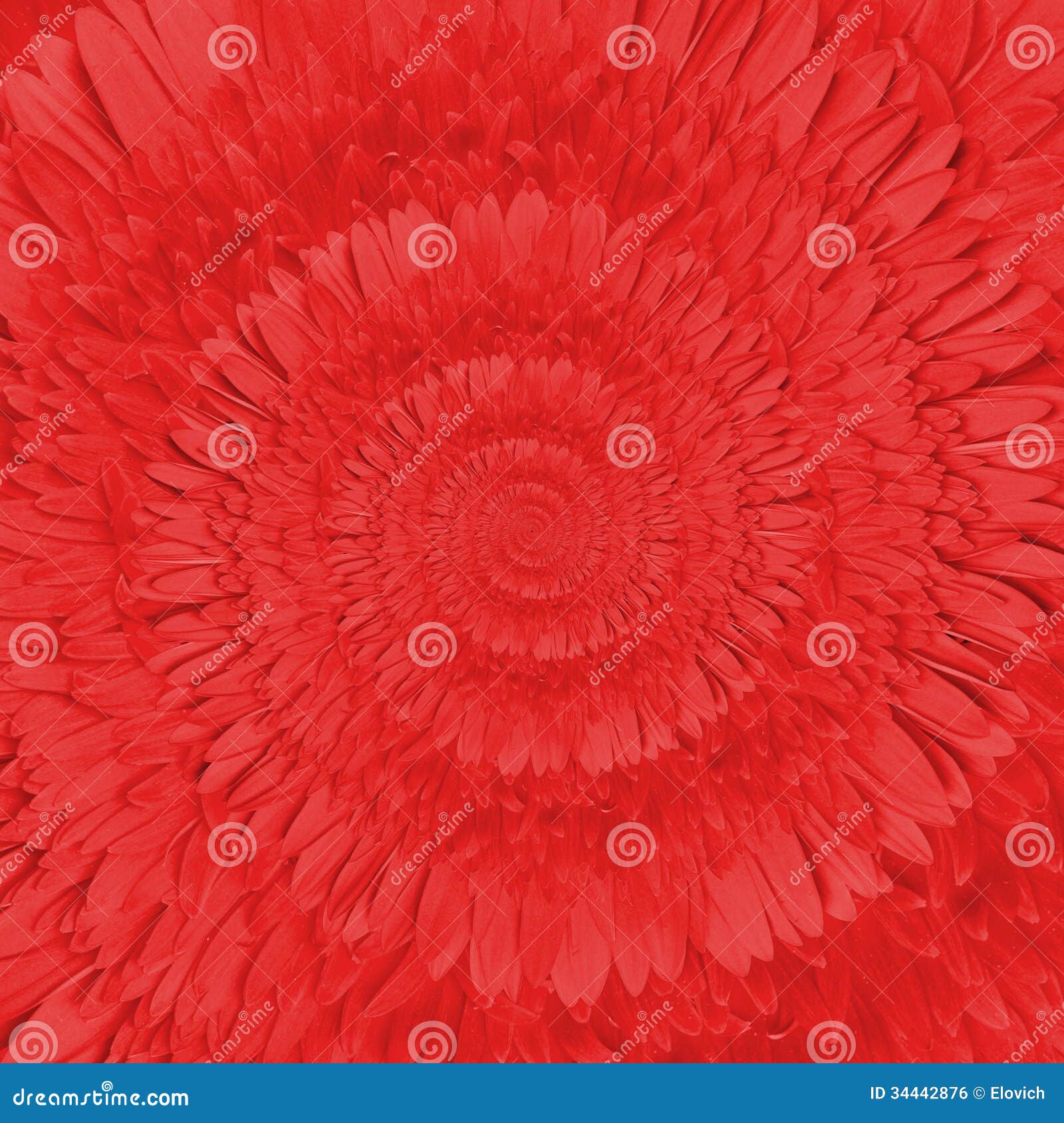 Gerbera Flower Infinity Spiral Abstract Background Stock Photo - Image ...