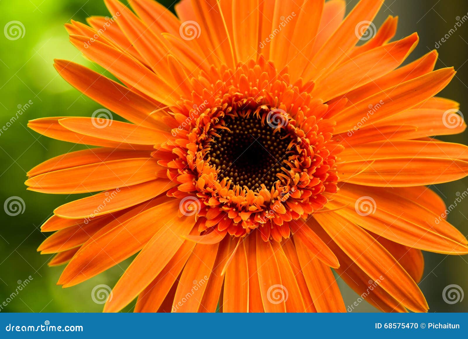 Gerbera flower stock photo. Image of daisy, african, flowers - 68575470