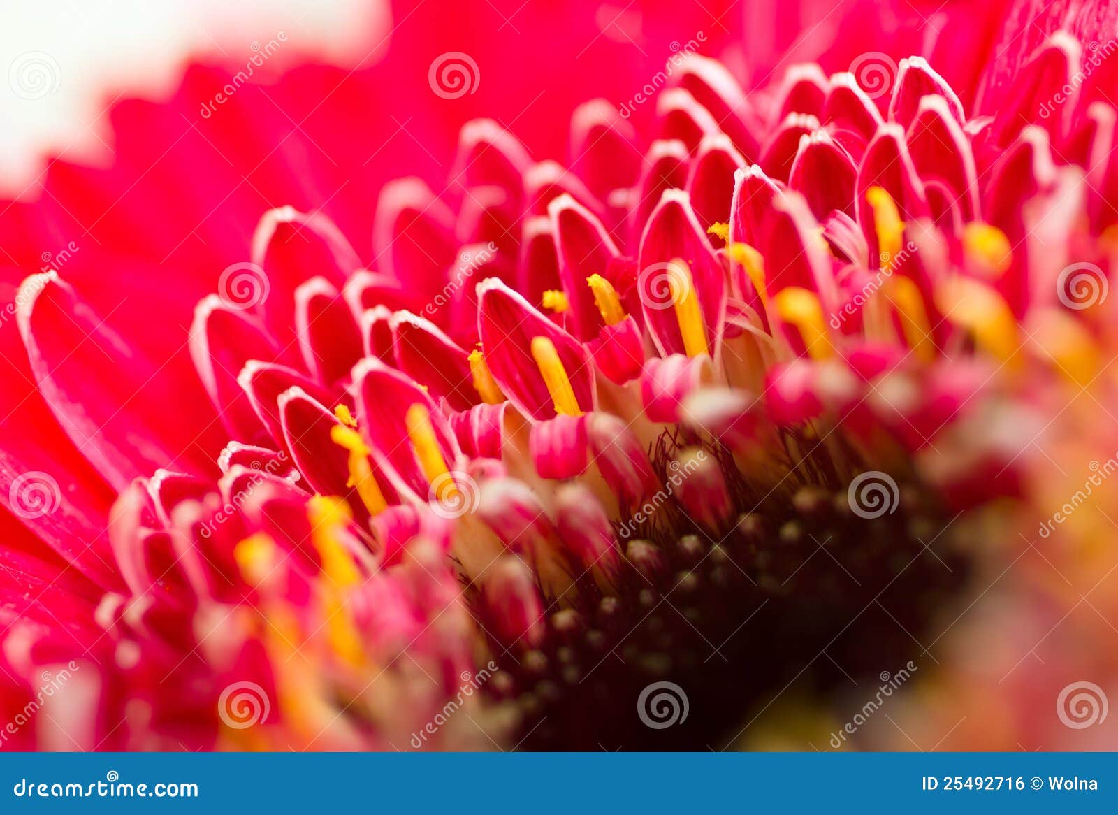 Gerbera flower macro stock photo. Image of floral, flood - 25492716