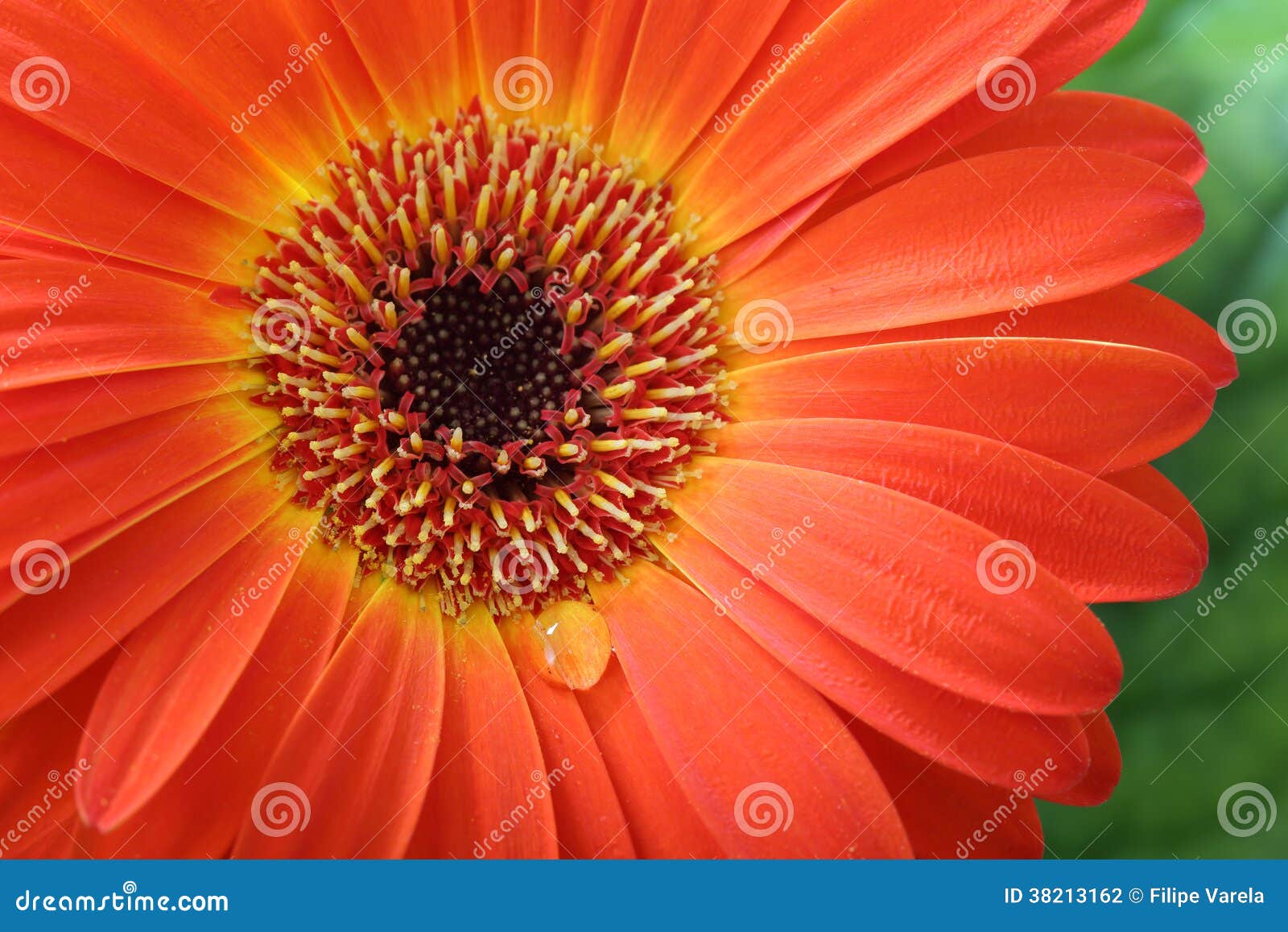 Gerbera Flower Macro with Water Drop Stock Photo - Image of bloom, blue ...