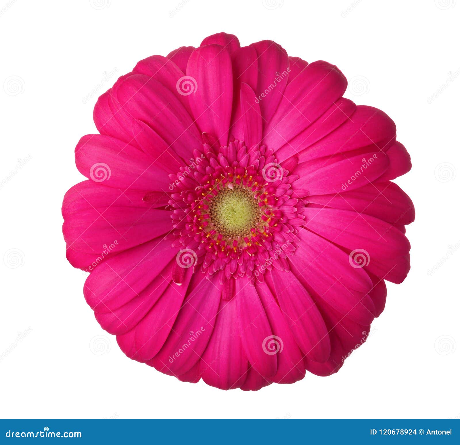 Magenta Color Gerbera Flower On Green Nature Background Royalty-Free ...