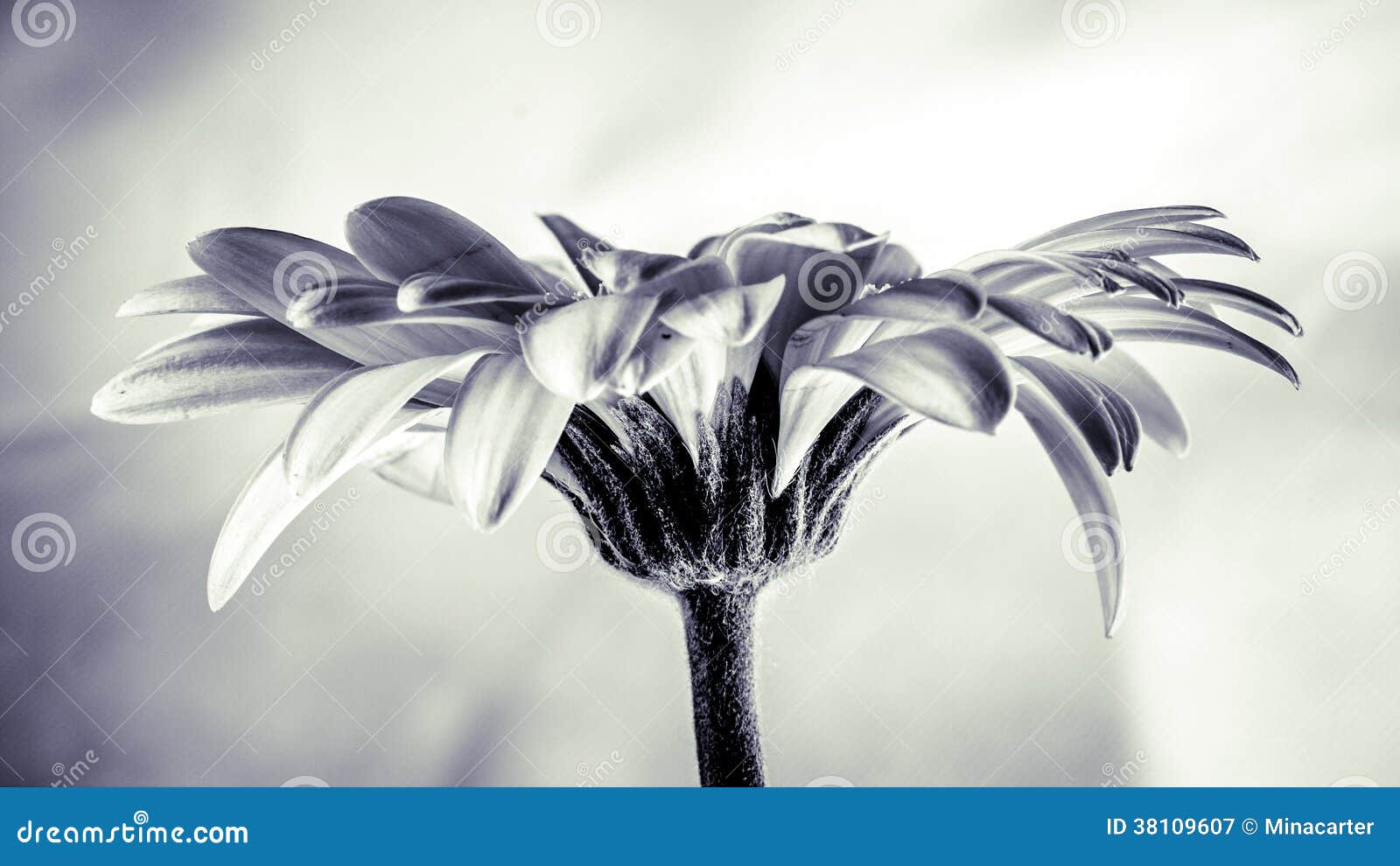 Gerbera flower stock image. Image of chrysanthemum, plant - 38109607