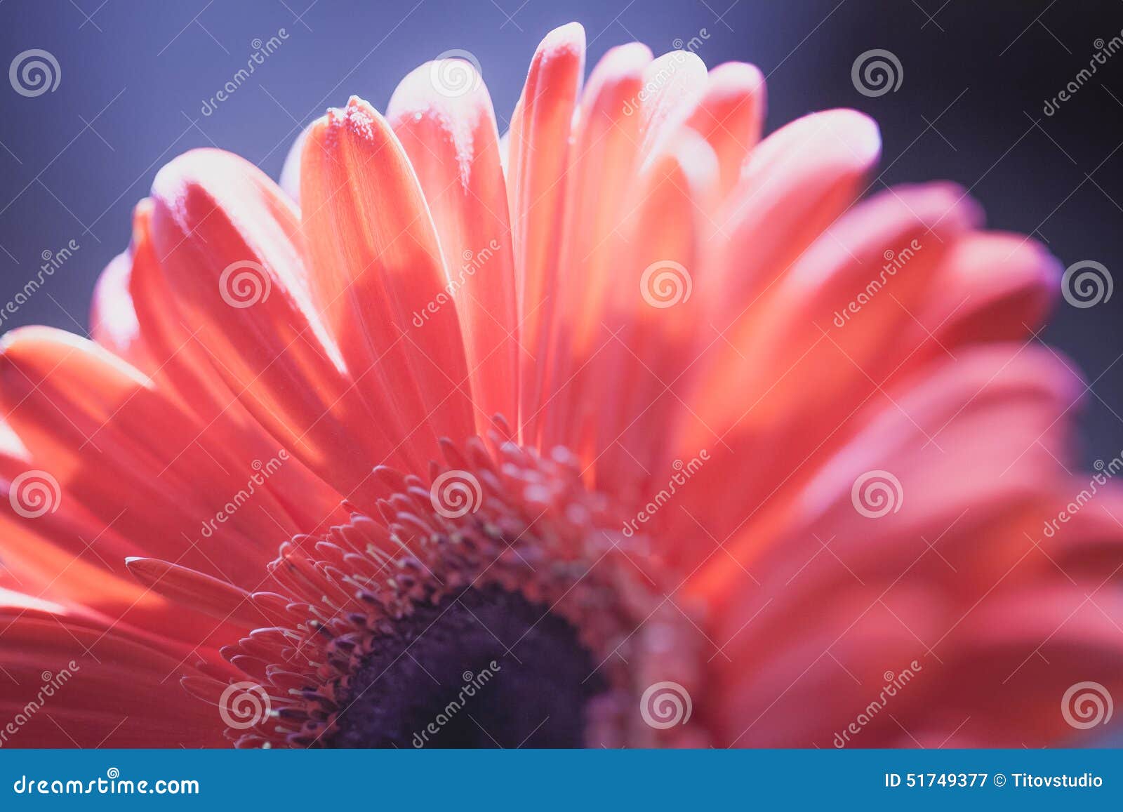 Gerbera flower petals stock image. Image of spring, bright - 51749377
