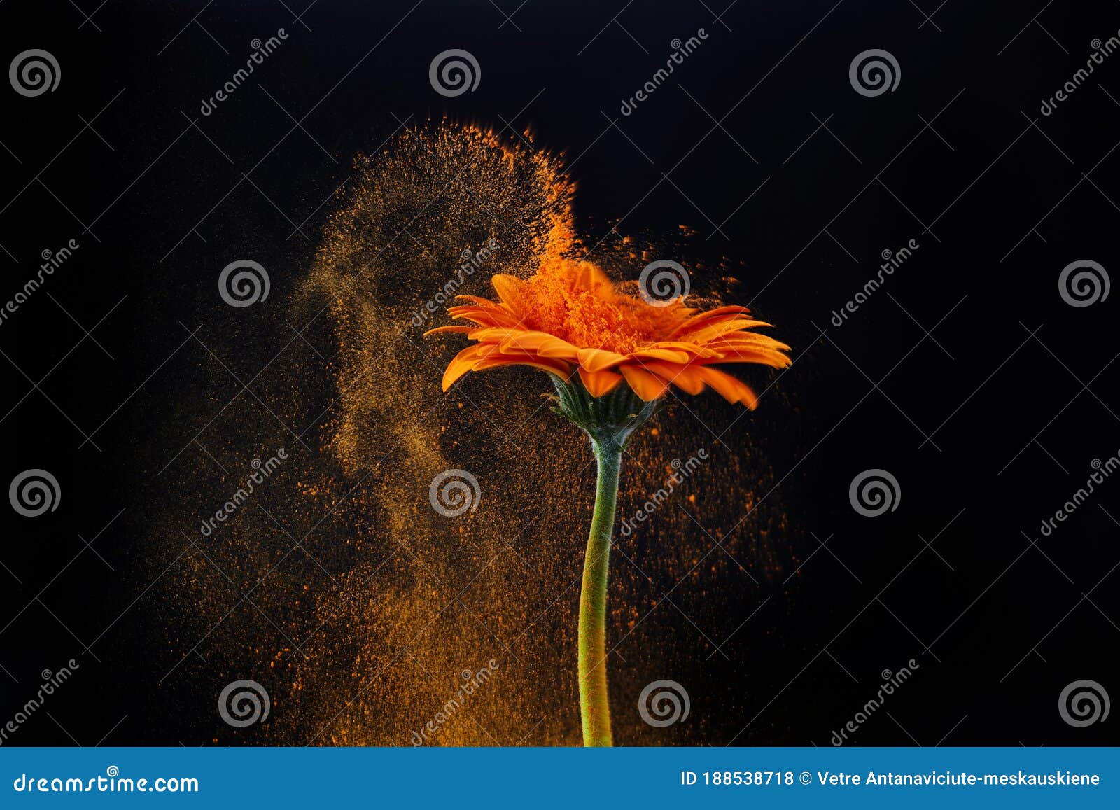 Gerbera Flower with Powder Splash. Power Energy. Colorful Dust Explode ...