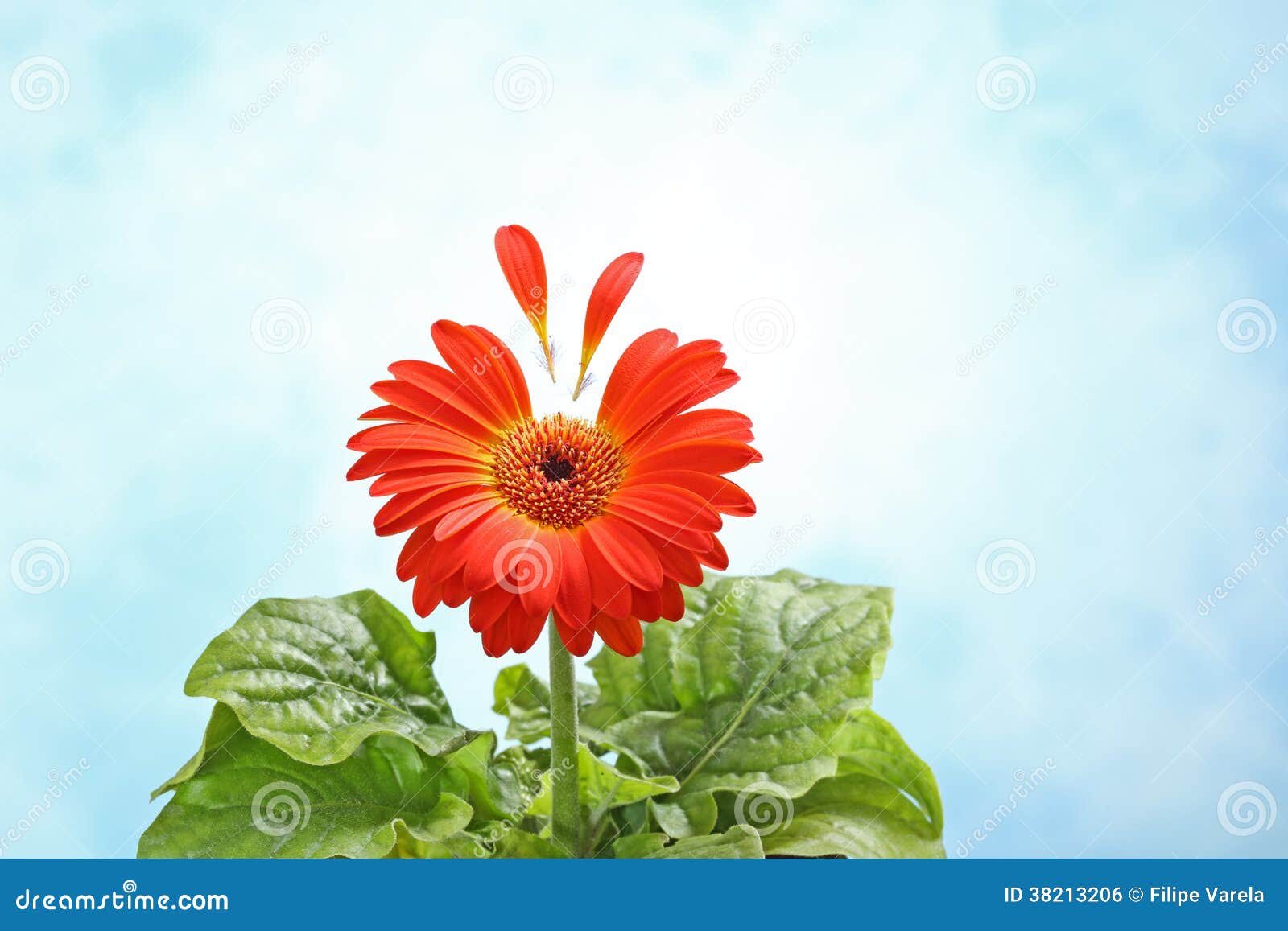 Gerbera Flower with Two Petals Flying on Light Blue Stock Photo - Image ...