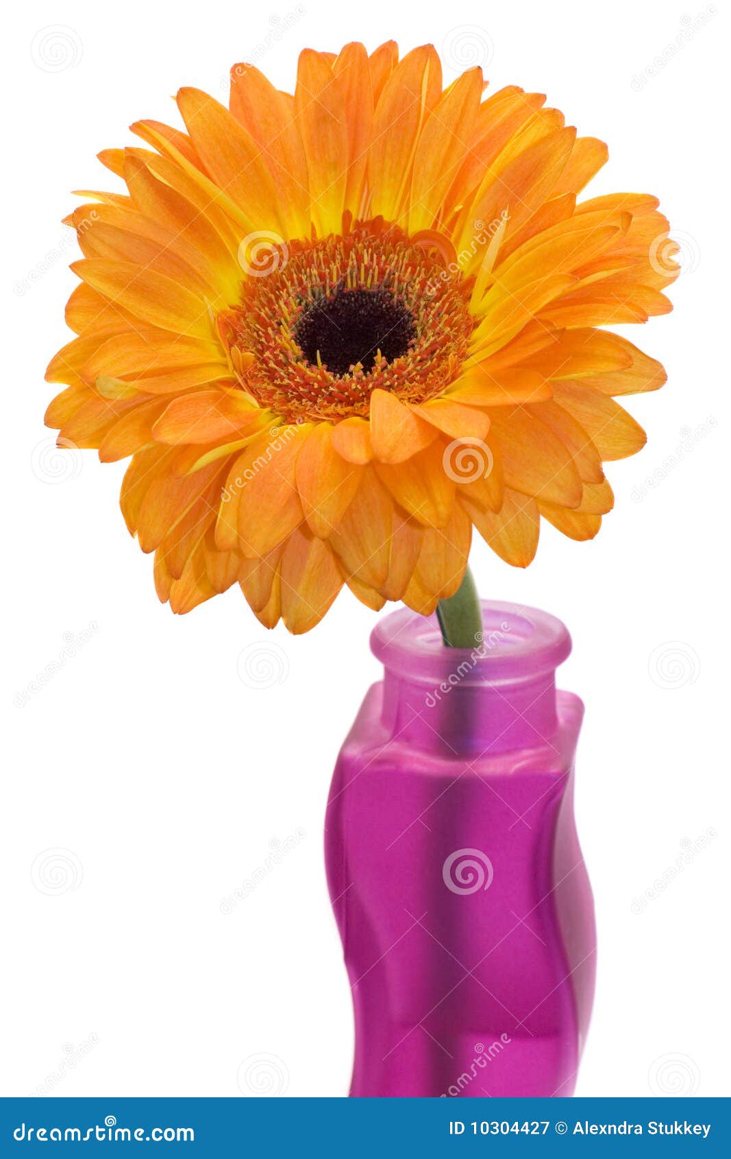 Gerbera flower in a vase stock image. Image of glass - 10304427